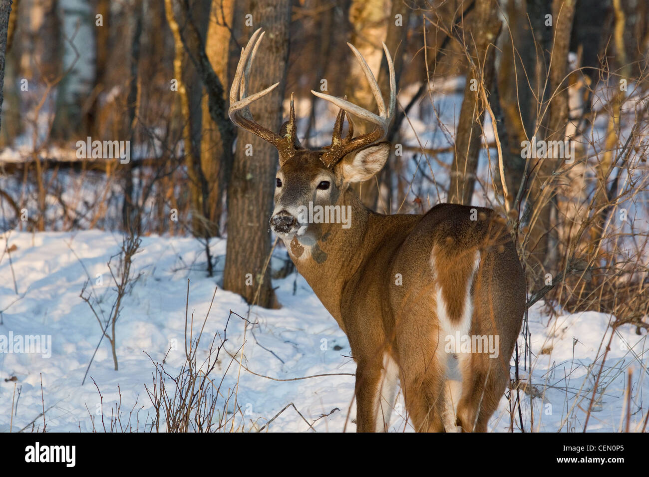 Whitetail buck snow hi-res stock photography and images - Alamy