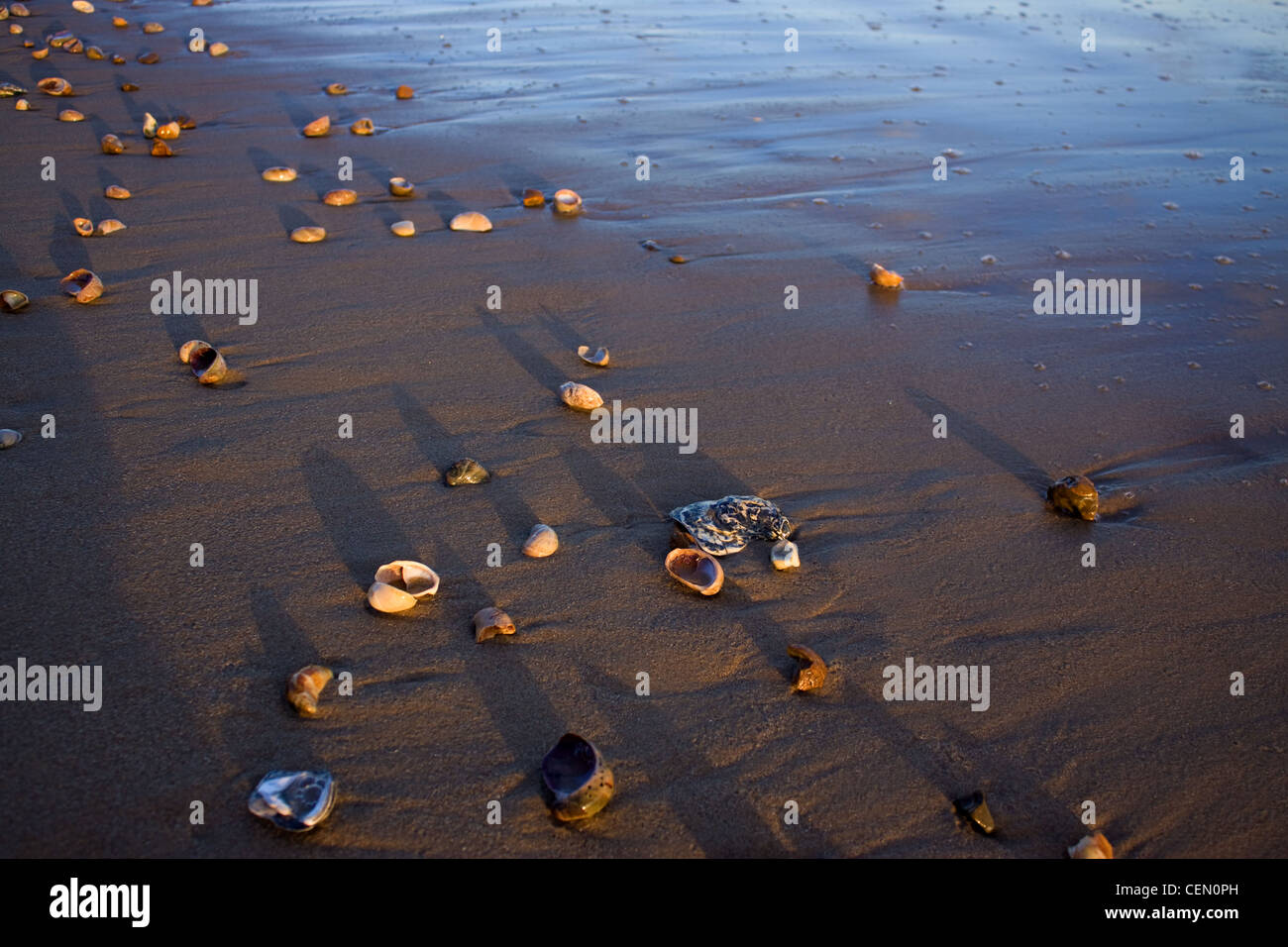 shells on the beach Stock Photo - Alamy
