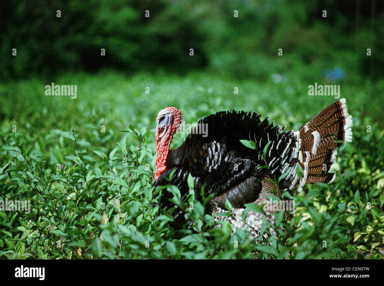 Color photograph of a big tom turkey giving the viewer a perfect ...