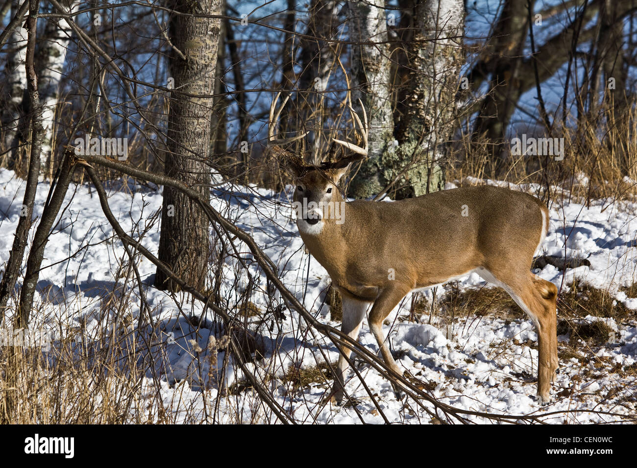 White-tailed buck in winter Stock Photo - Alamy