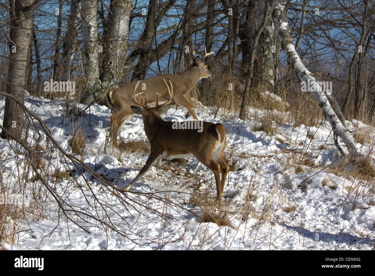 White-tailed buck in winter Stock Photo - Alamy
