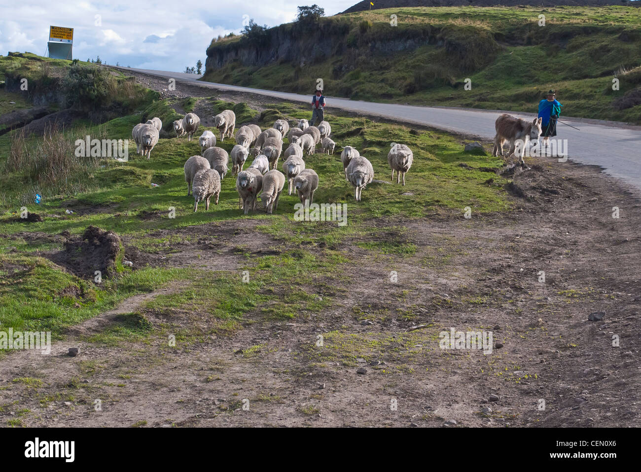 A herd of sheep are being herded by a female indigenous sheepherder ...