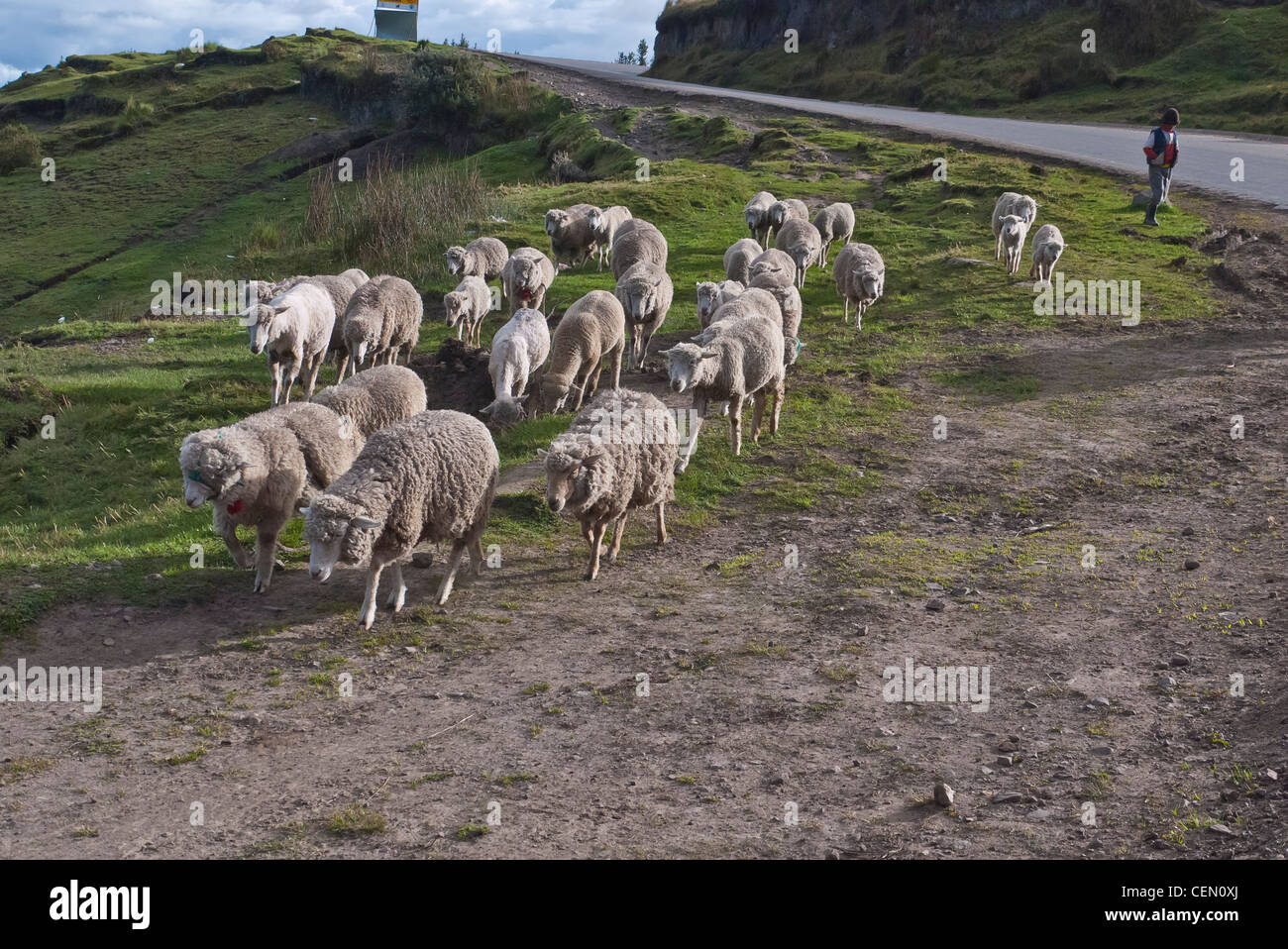 Indigenous sheep hi-res stock photography and images - Alamy
