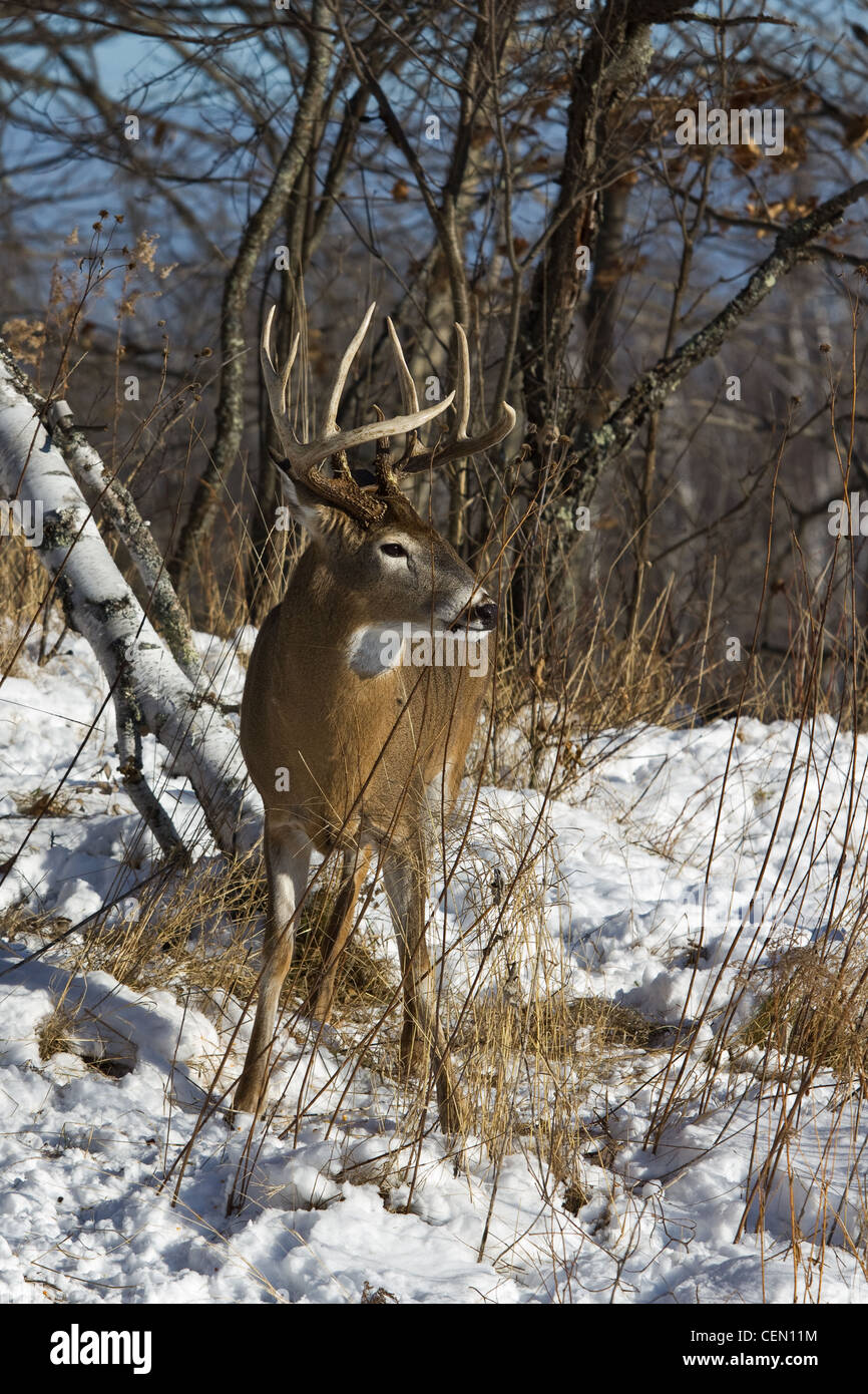 White-tailed buck in winter Stock Photo - Alamy