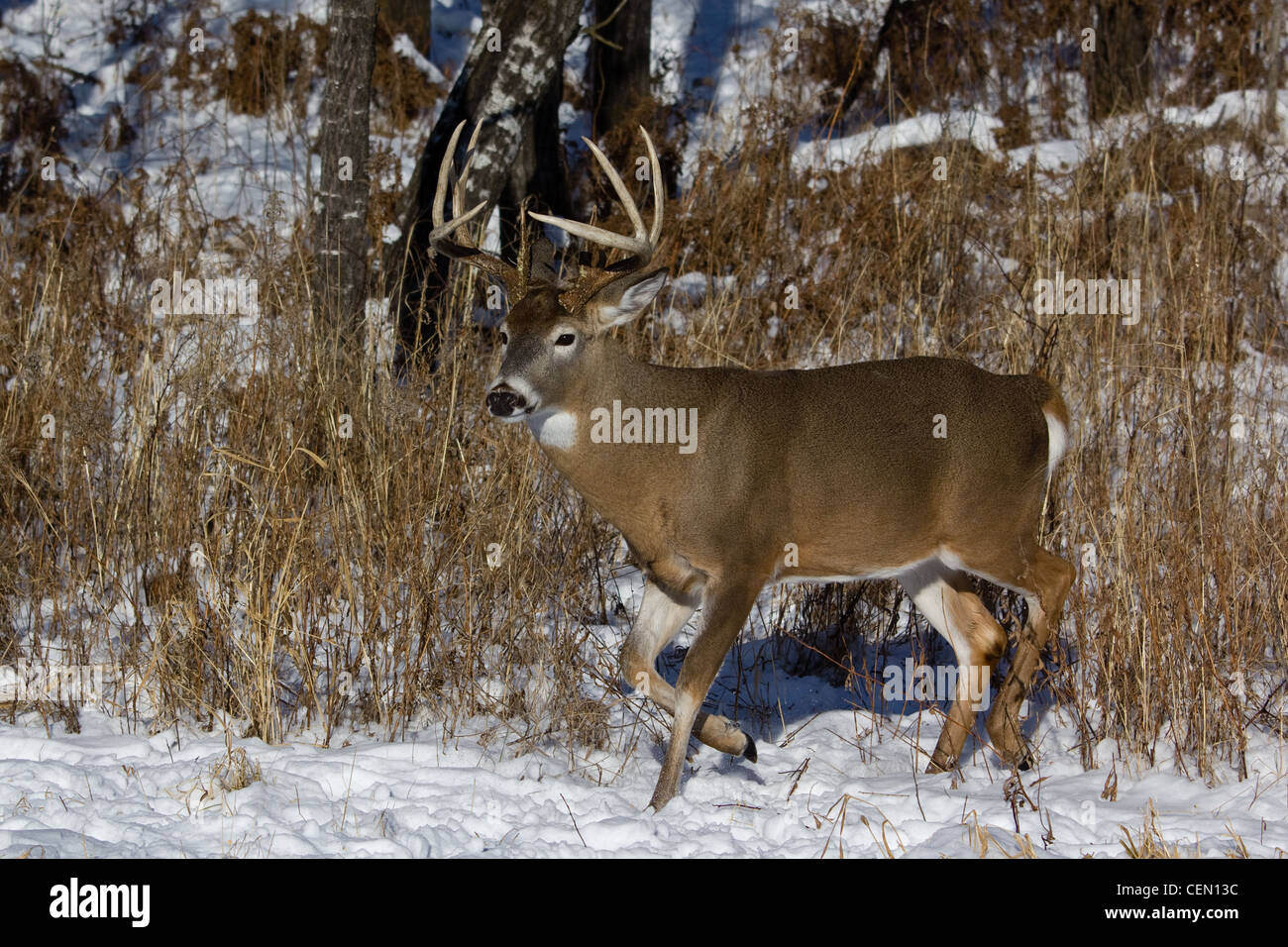 White-tailed buck in winter Stock Photo - Alamy