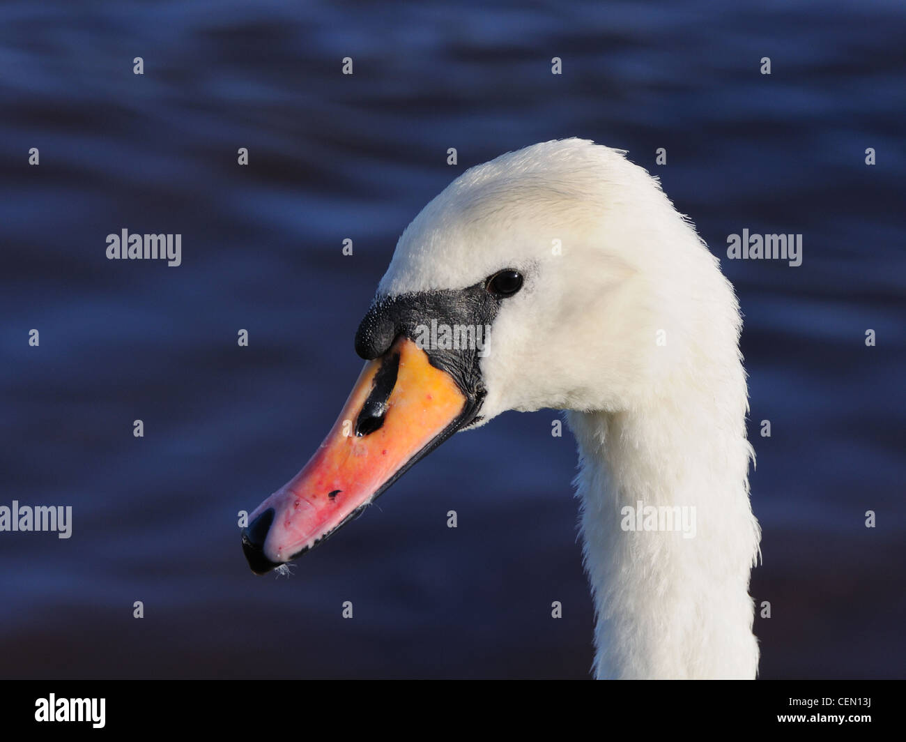 Swan nose hi-res stock photography and images - Alamy