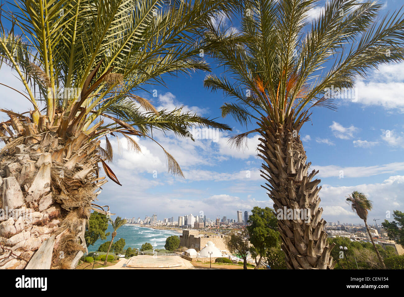 Date palm tree israel hi-res stock photography and images - Alamy