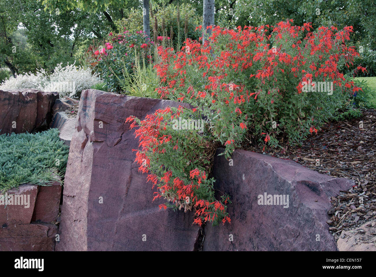 California fuchsia hi-res stock photography and images - Alamy