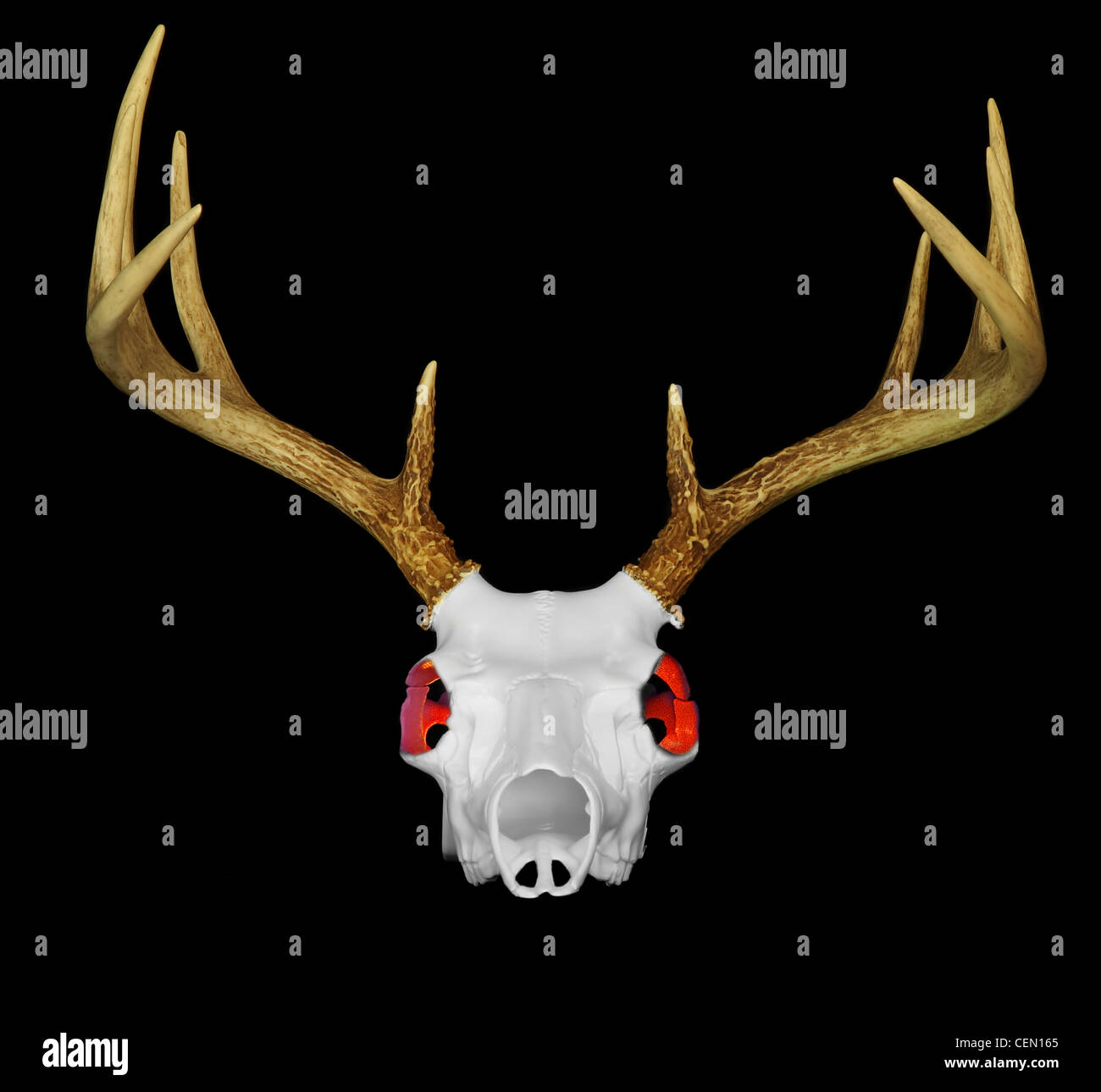 Skeleton mount hi-res stock photography and images - Alamy