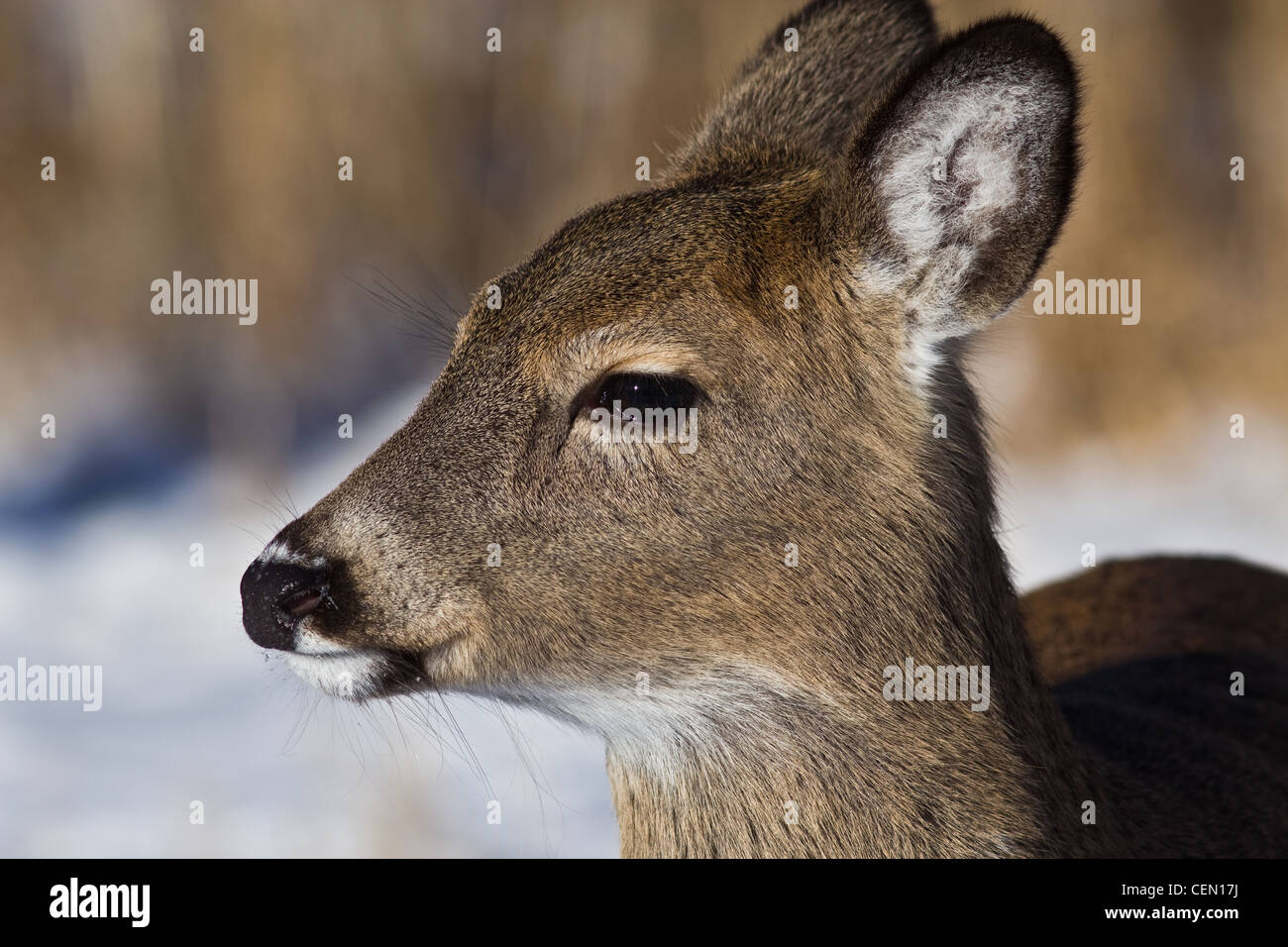White-tailed fawn in winter Stock Photo - Alamy