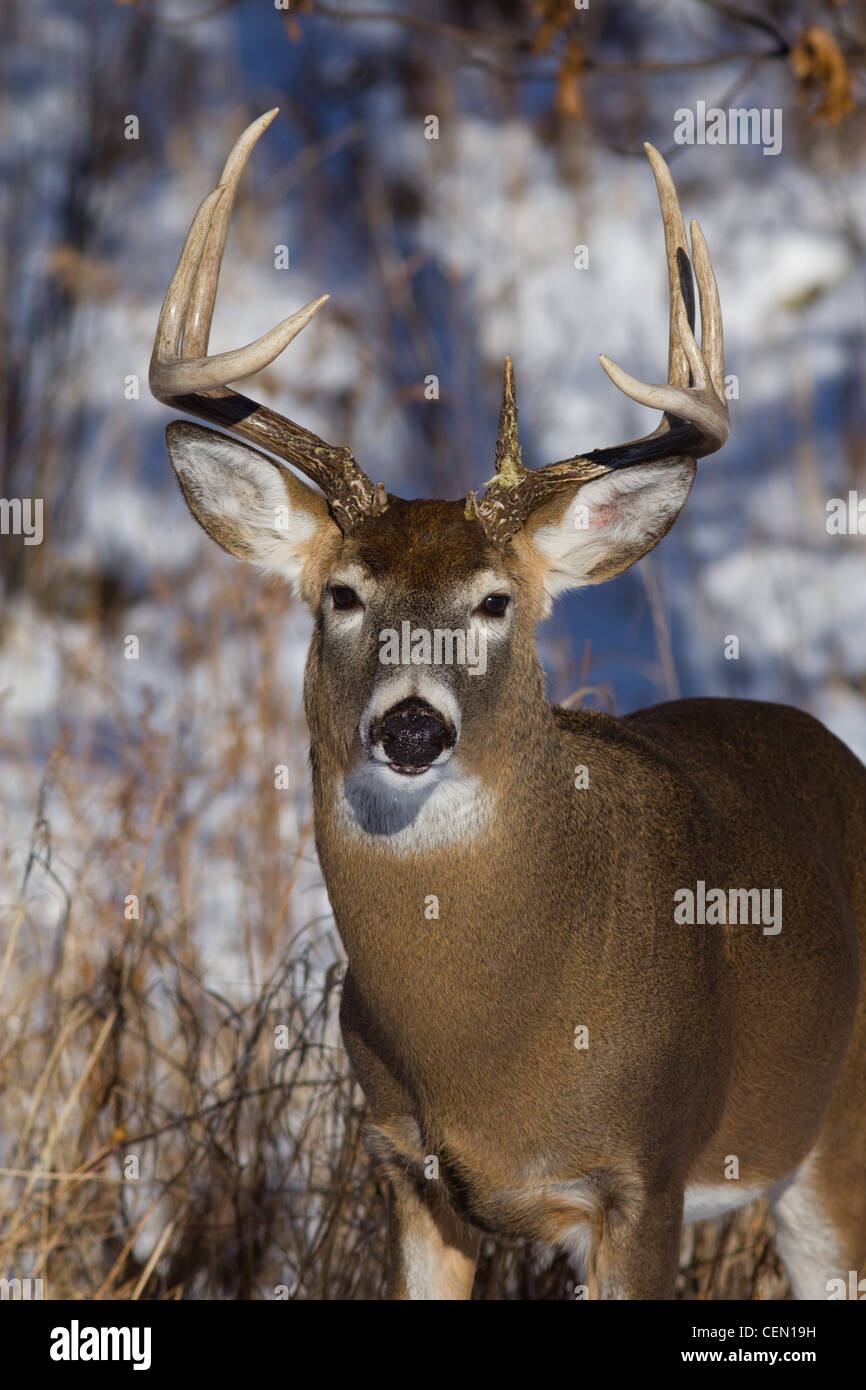 White-tailed buck in winter Stock Photo - Alamy