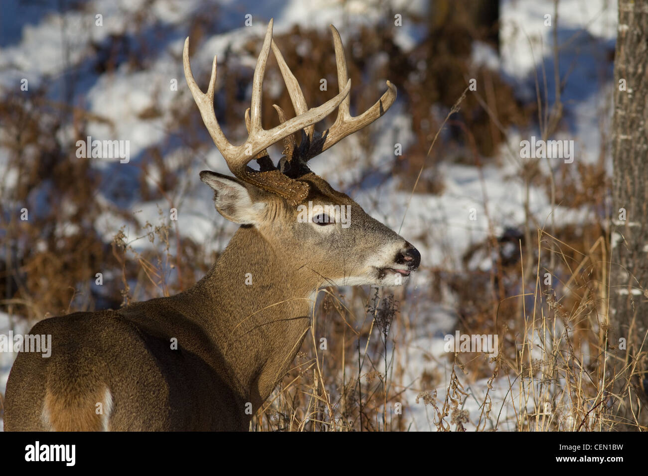 White-tailed buck in winter Stock Photo - Alamy