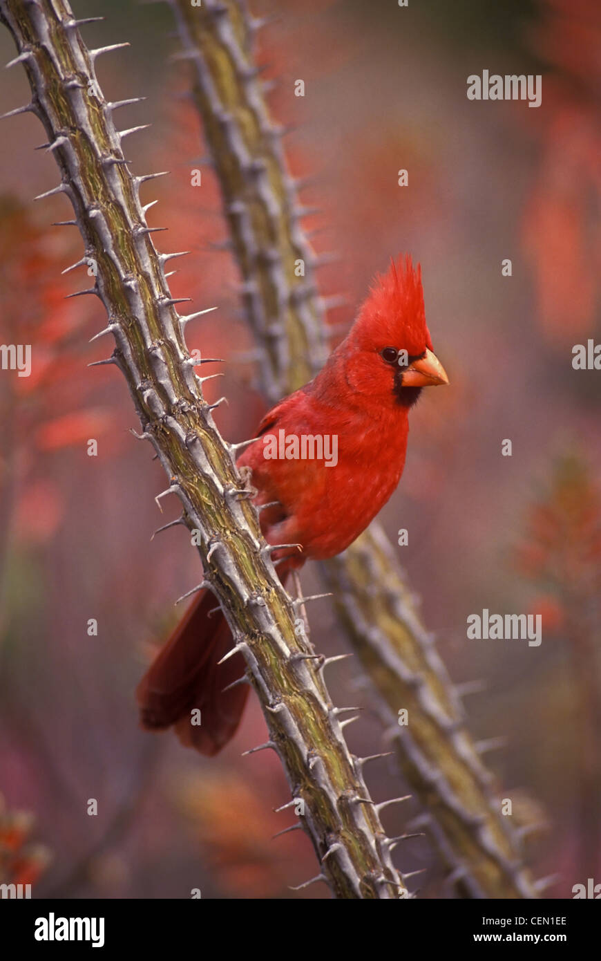 Cardinal (Cardinalis cardinalis) Sonoran Desert - Arizona - on ocotillo ...