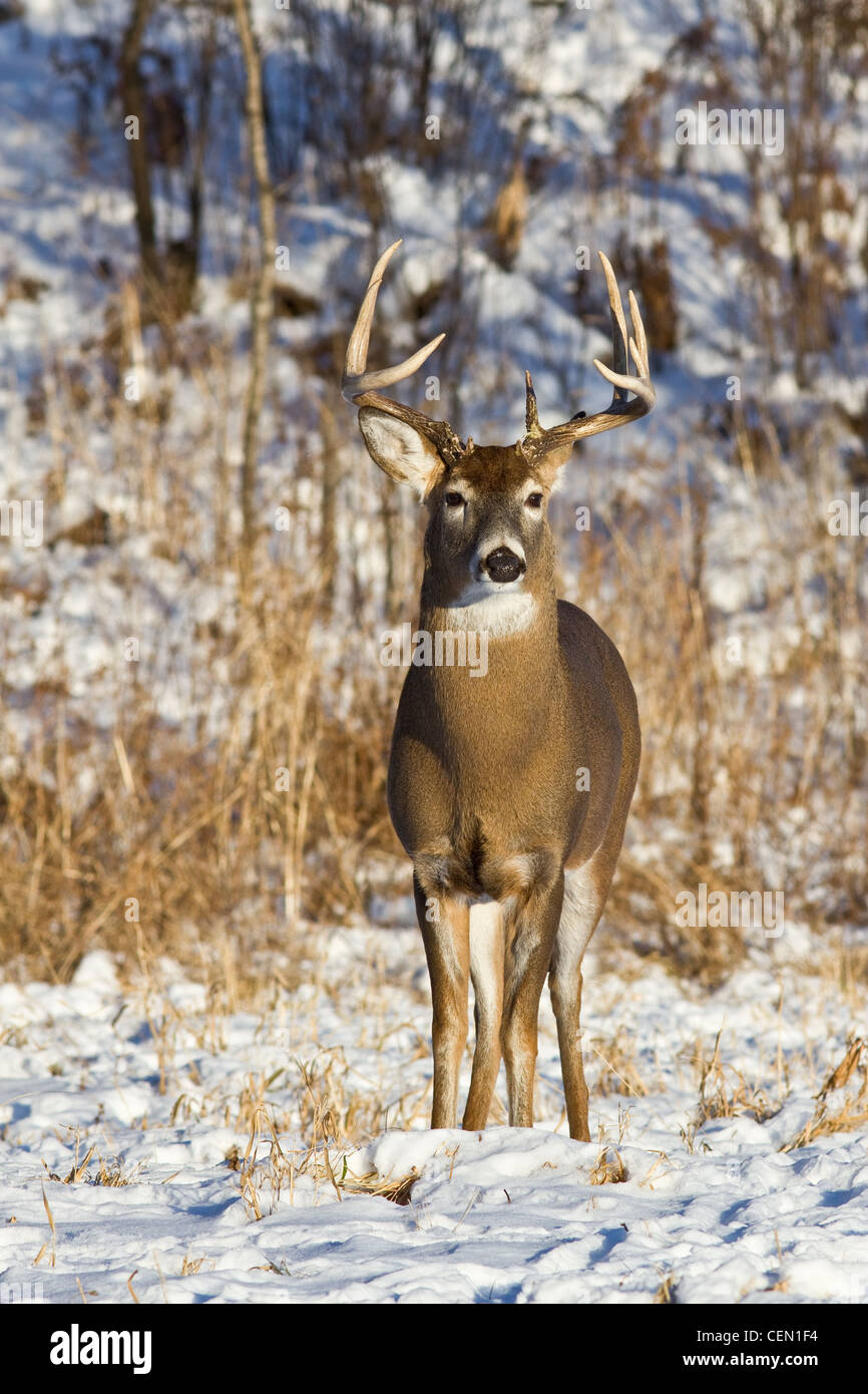 White-tailed buck in winter Stock Photo - Alamy
