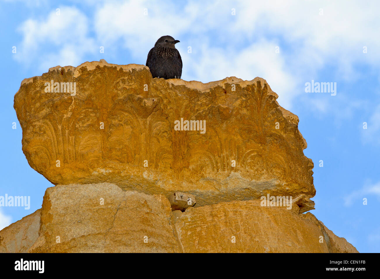 Bird sits atop Corinthian column at Masada, an ancient Jewish palace ...