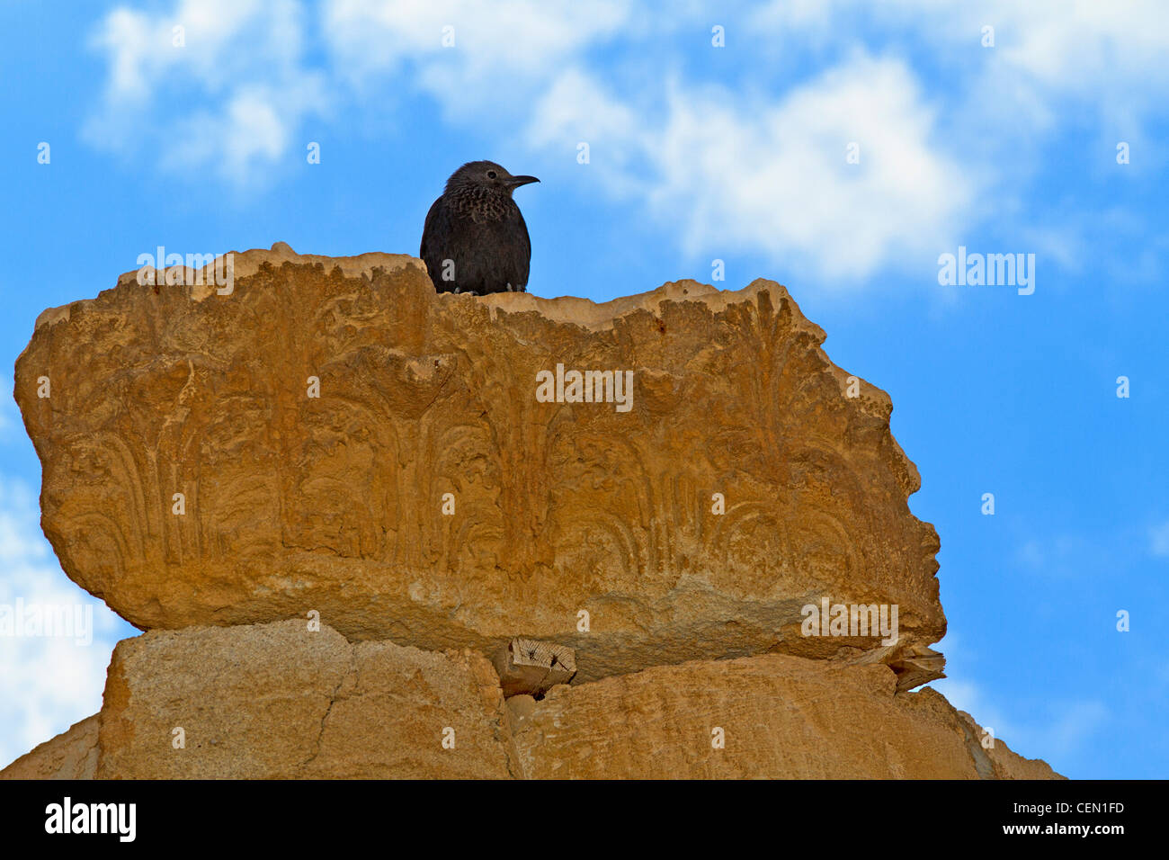 Bird sits atop Corinthian column at Masada, an ancient Jewish palace ...