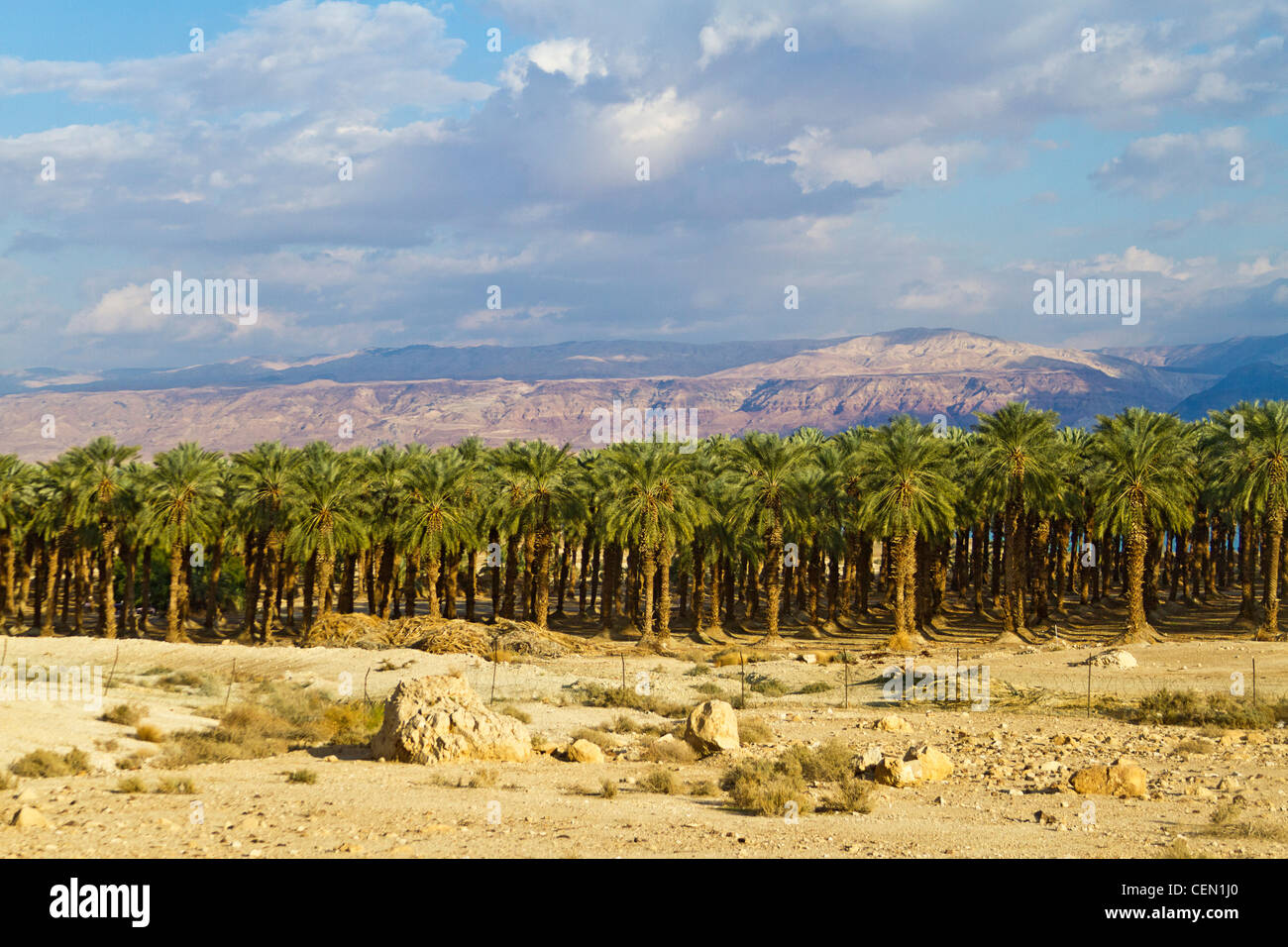 Palm grove date palm trees hi-res stock photography and images - Alamy
