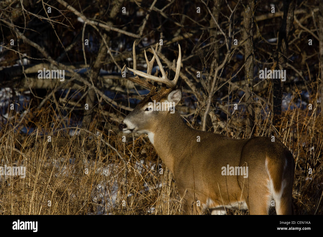 White-tailed buck in winter Stock Photo - Alamy