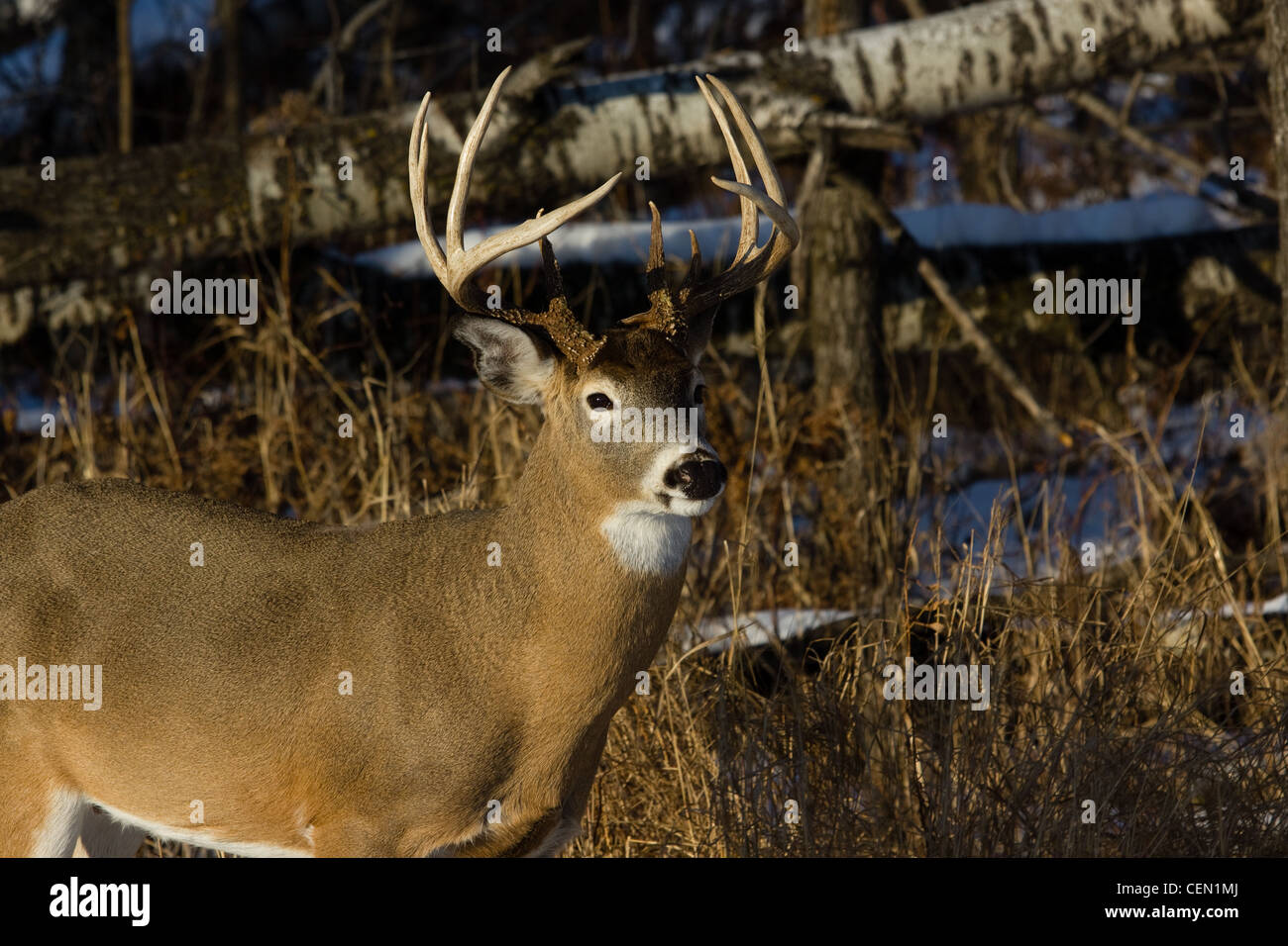 White-tailed buck in winter Stock Photo - Alamy