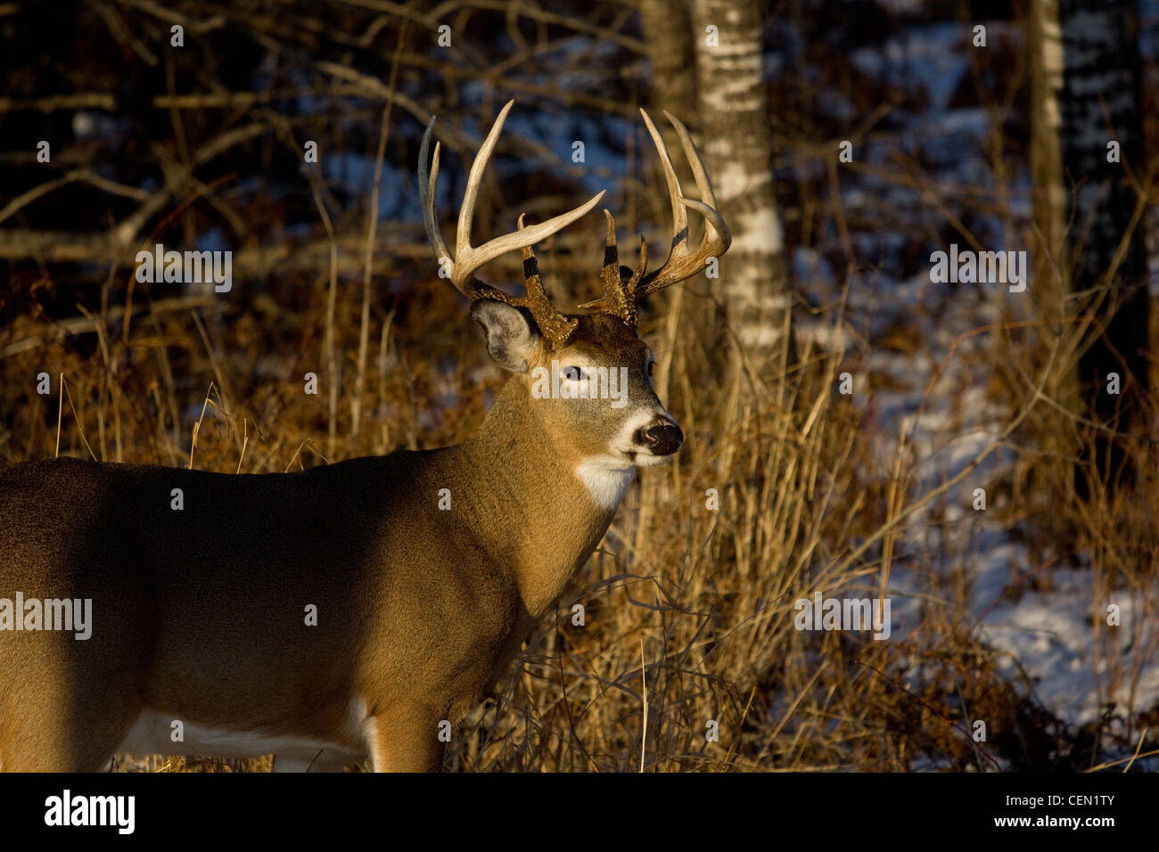 Whitetail deer snow hi-res stock photography and images - Alamy