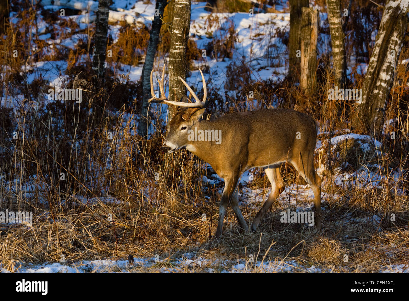 White-tailed buck in winter Stock Photo - Alamy
