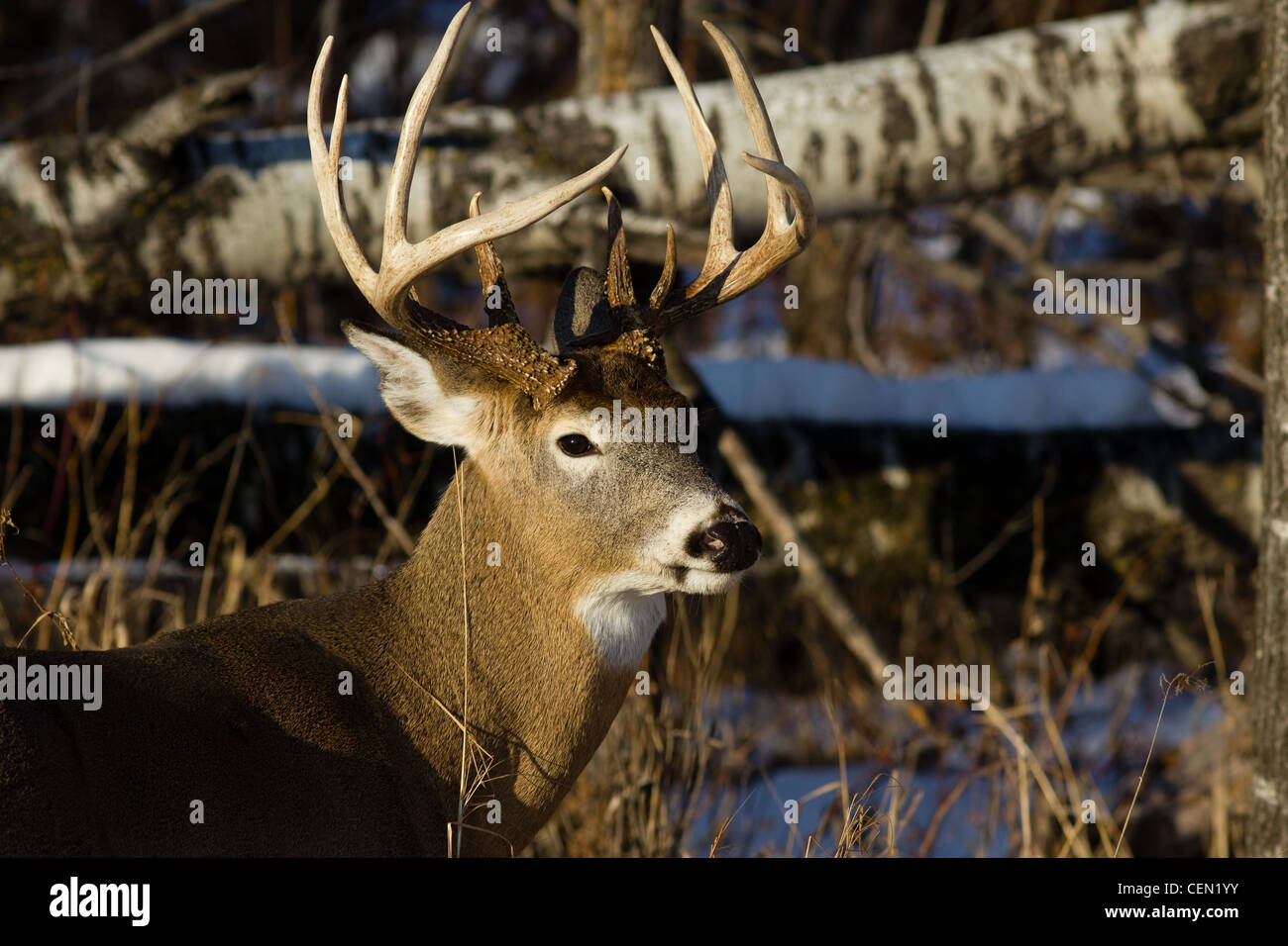 Four point buck hi-res stock photography and images - Alamy