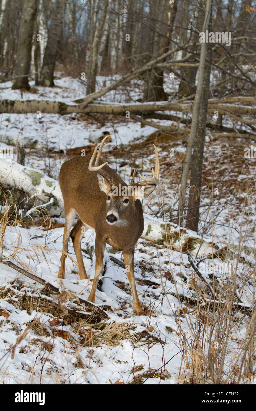 White-tailed buck in winter Stock Photo - Alamy