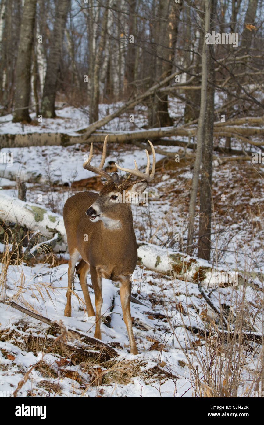 White-tailed buck in winter Stock Photo - Alamy