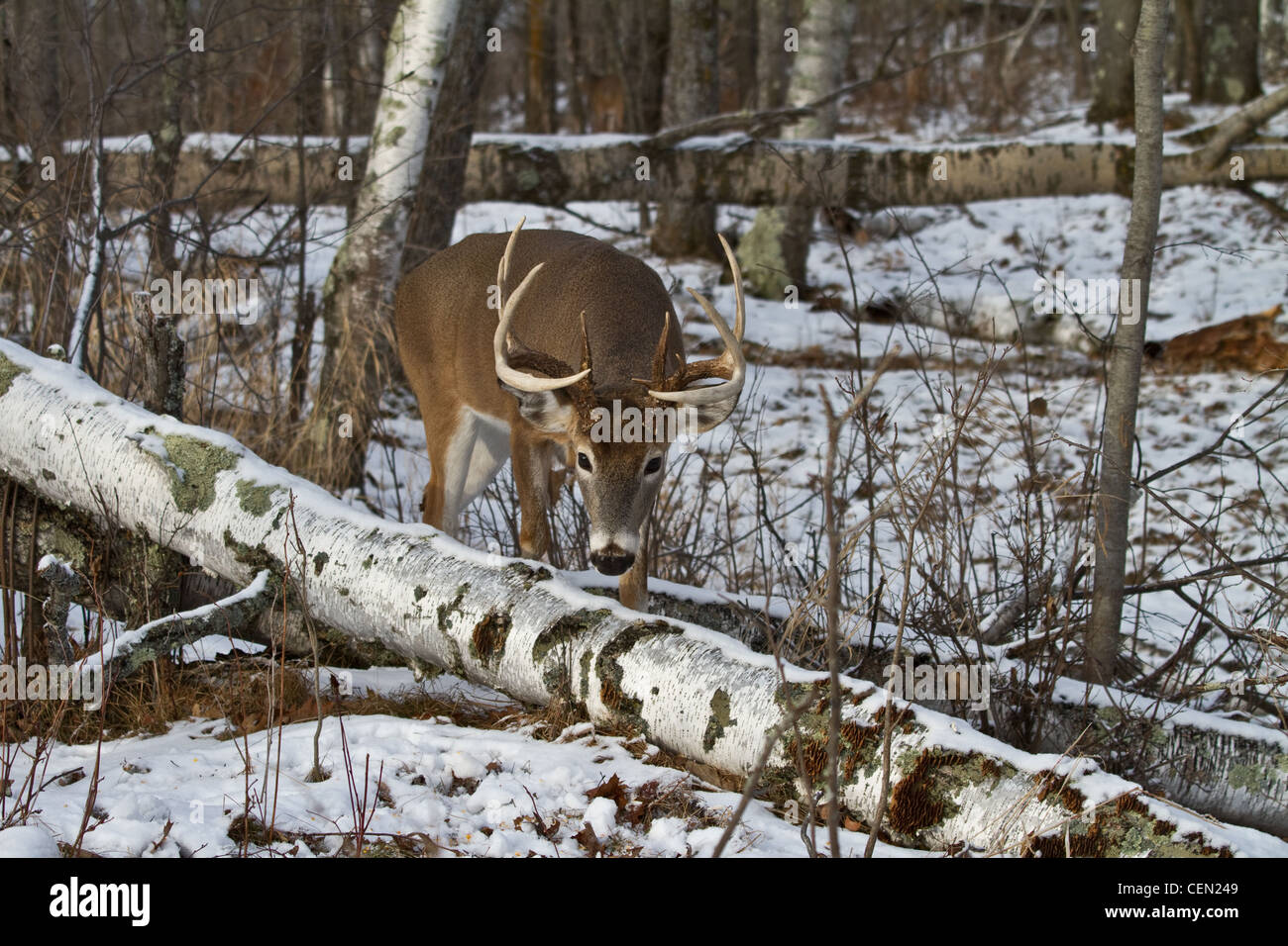 White-tailed buck in winter Stock Photo - Alamy