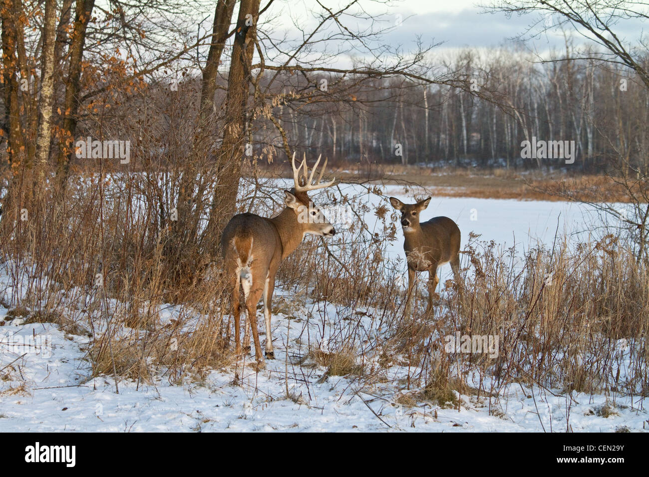 White-tailed deer in winter Stock Photo - Alamy