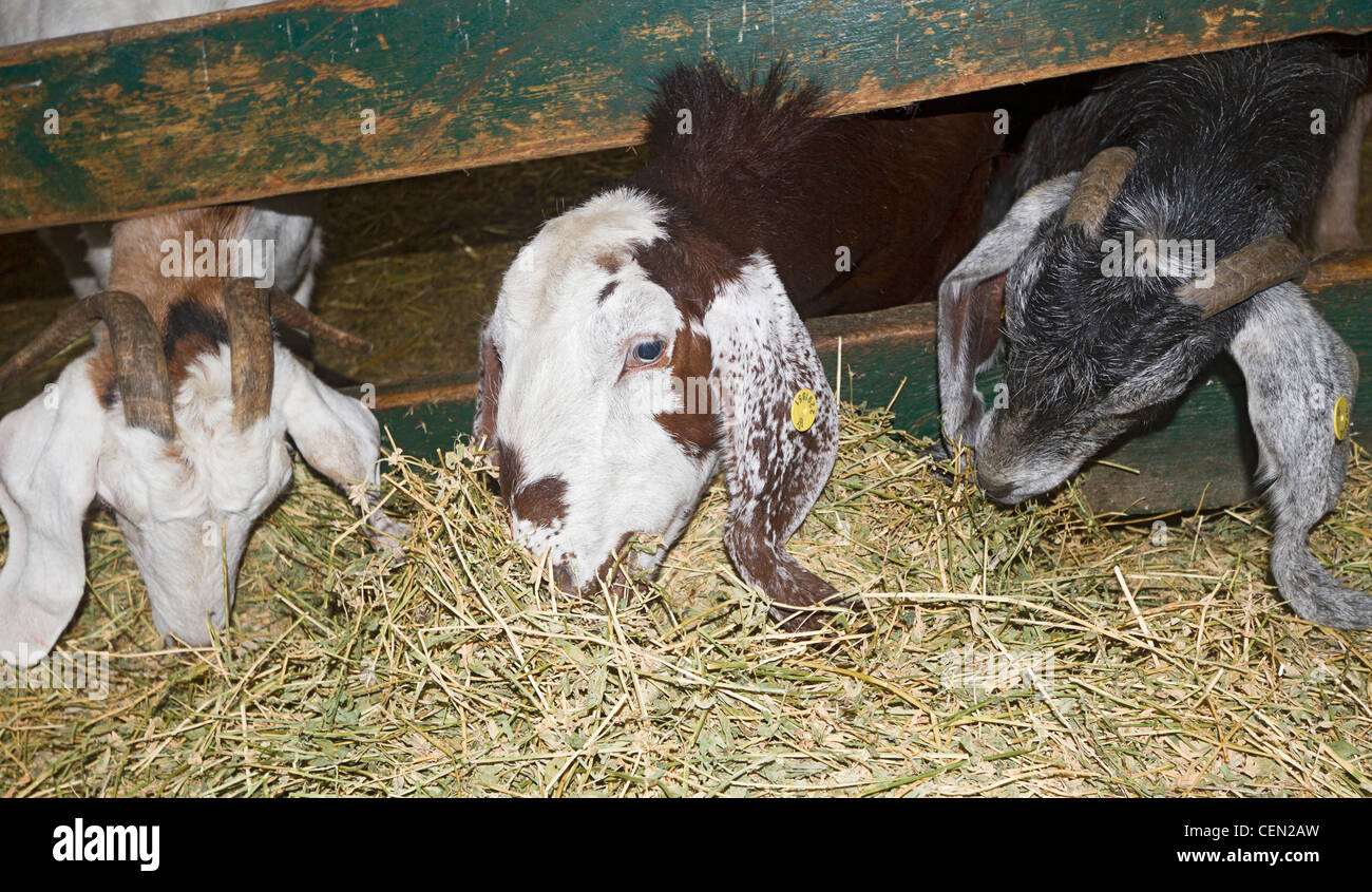 Farm animals young hi-res stock photography and images - Alamy