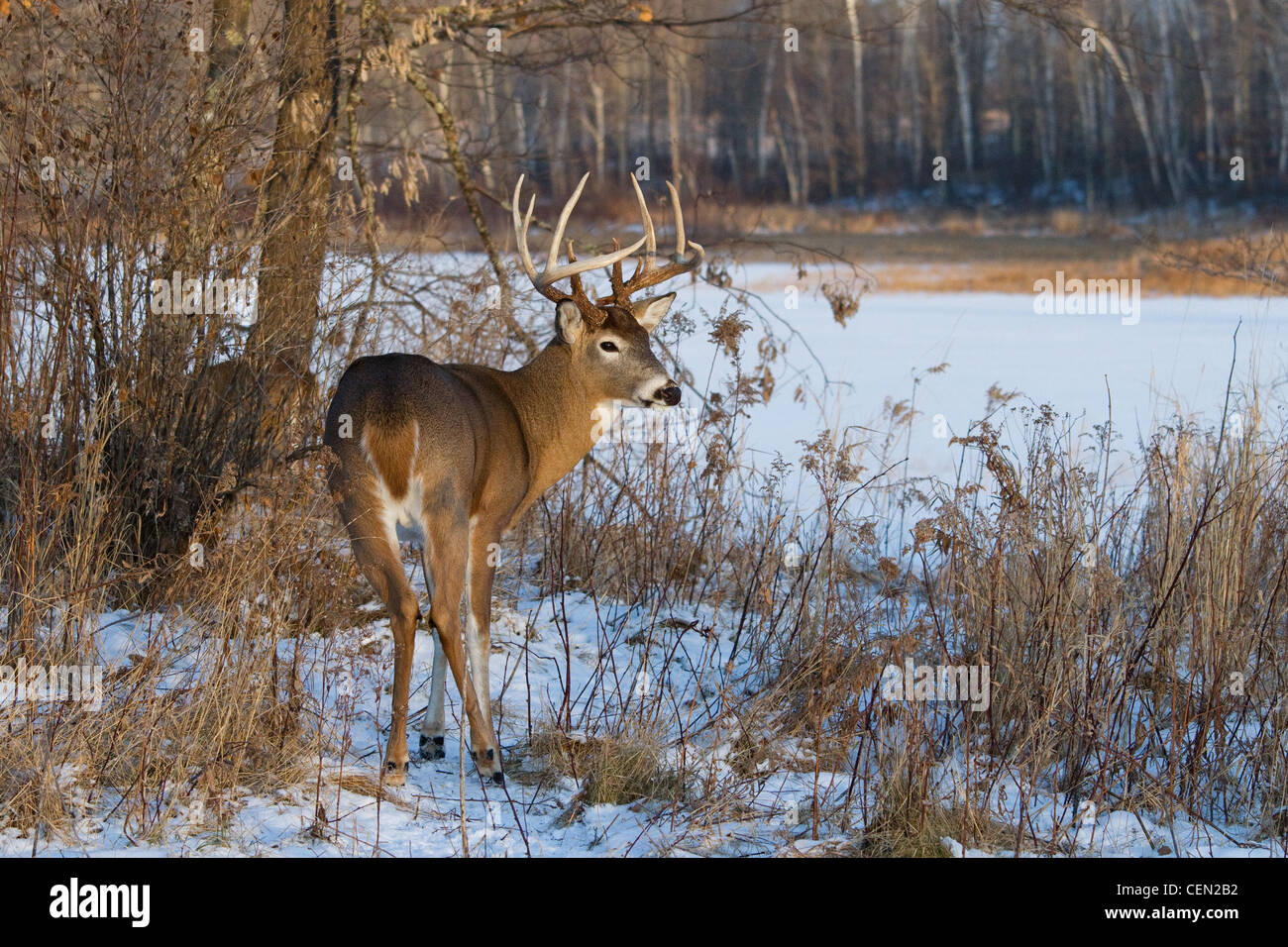 White Tailed Deer Buck In Snow