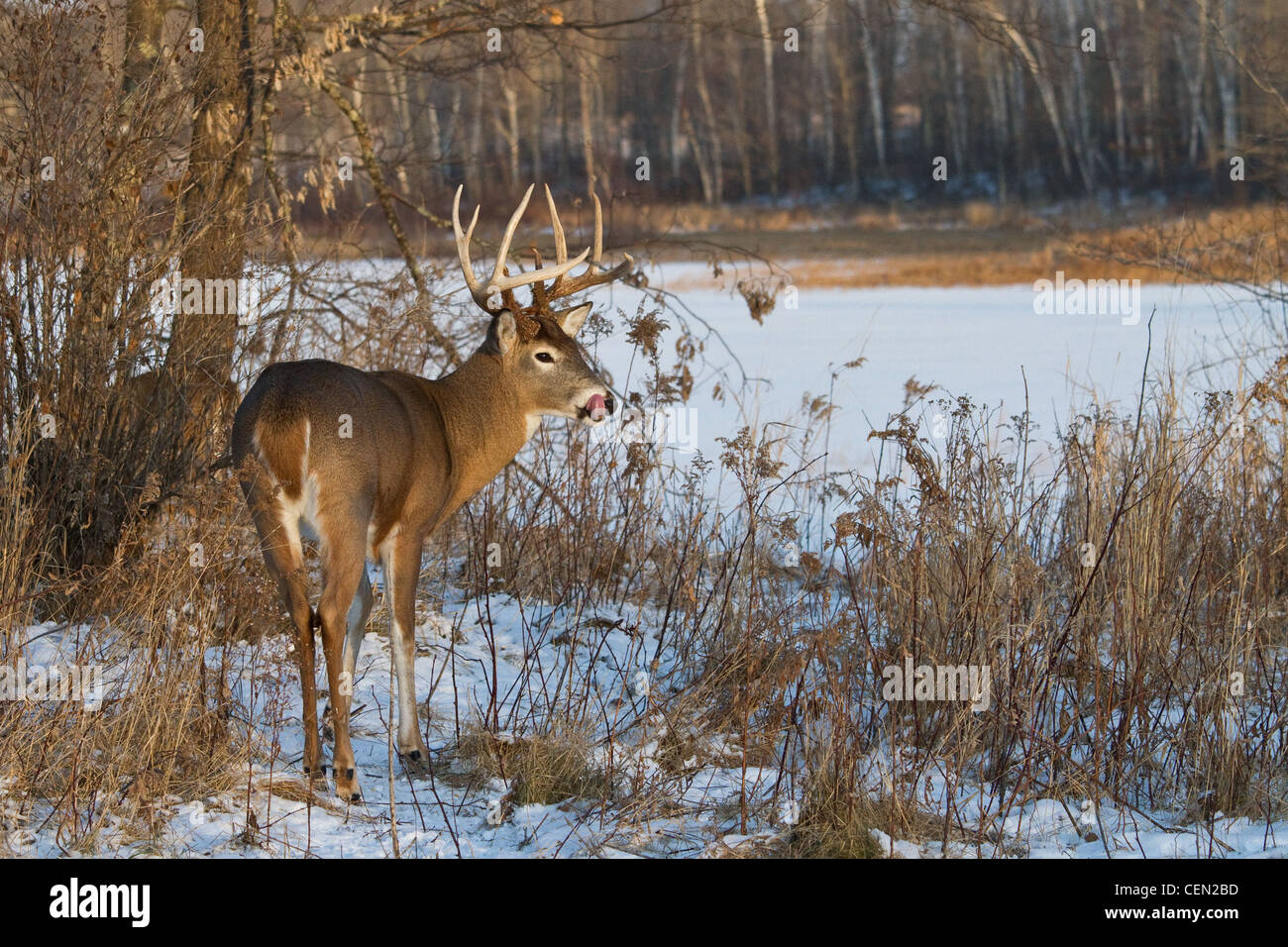 White-tailed buck in winter Stock Photo - Alamy