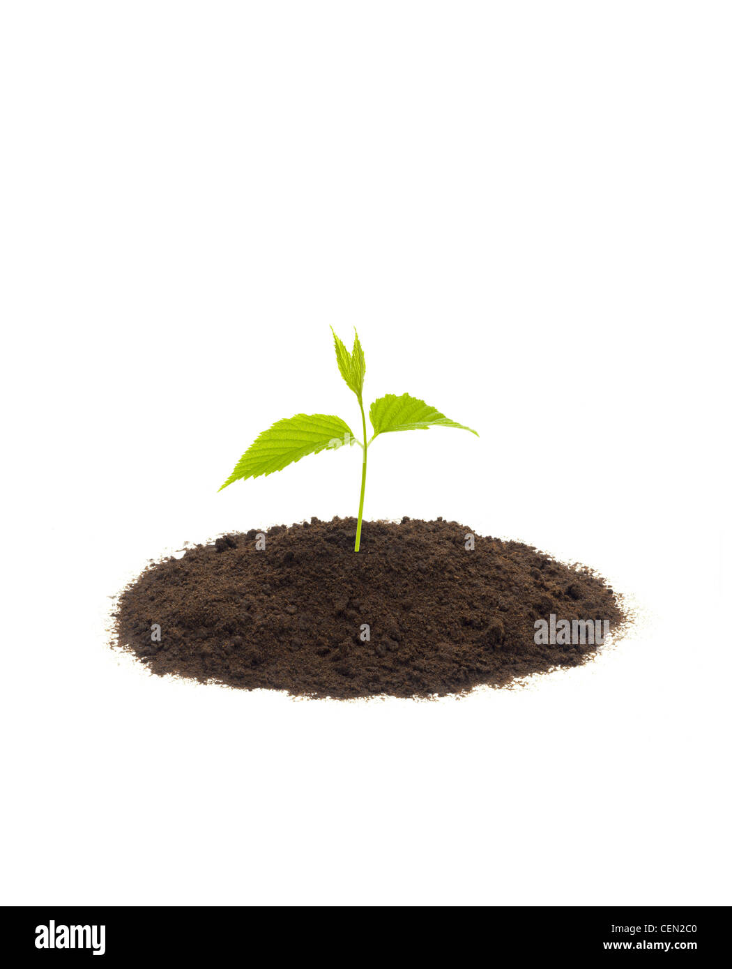Dirt and sapling Stock Photo - Alamy