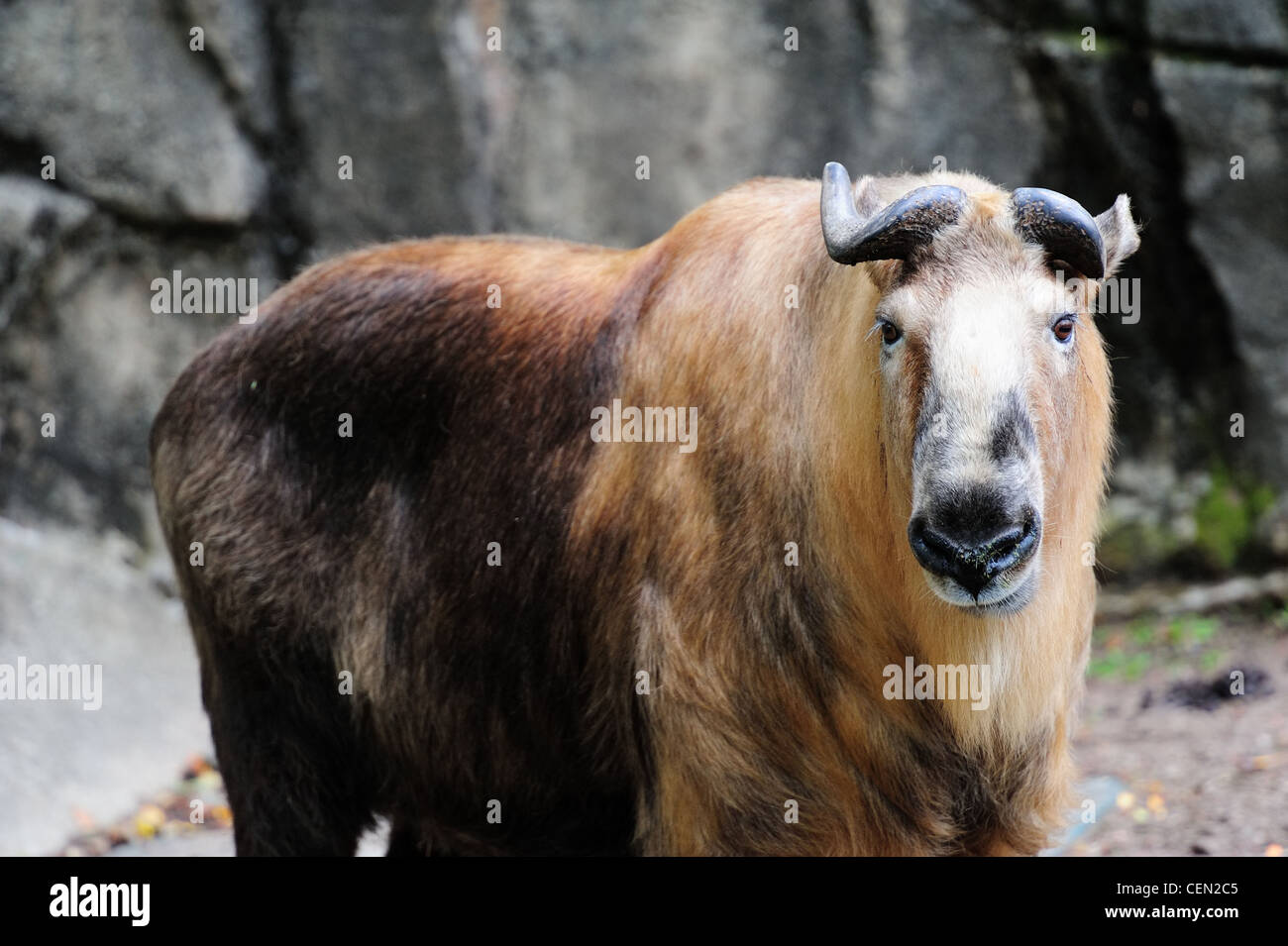 Sichuan Takin in Chicago zoo Stock Photo - Alamy