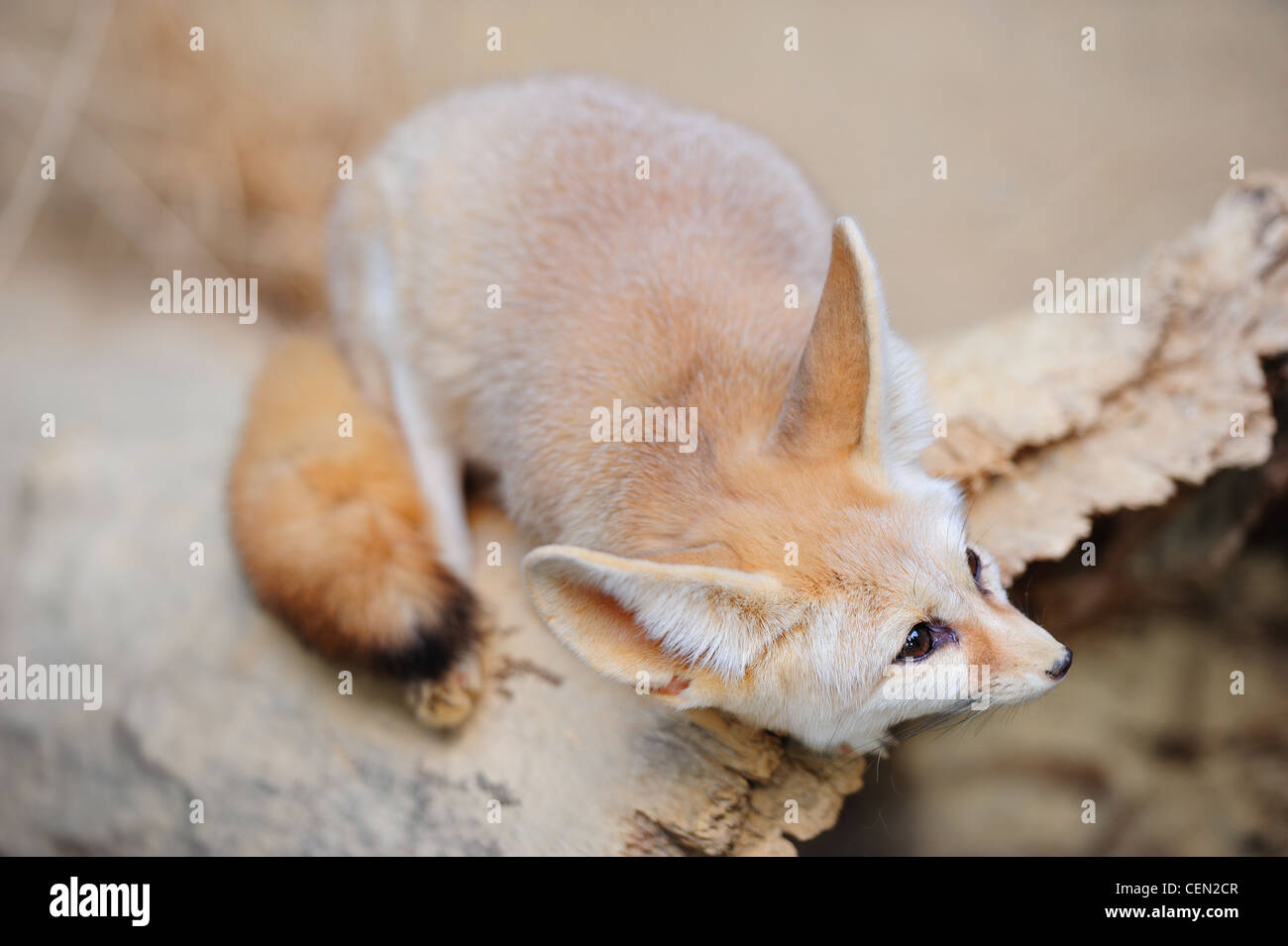 baby fox in Chicago zoo Stock Photo - Alamy
