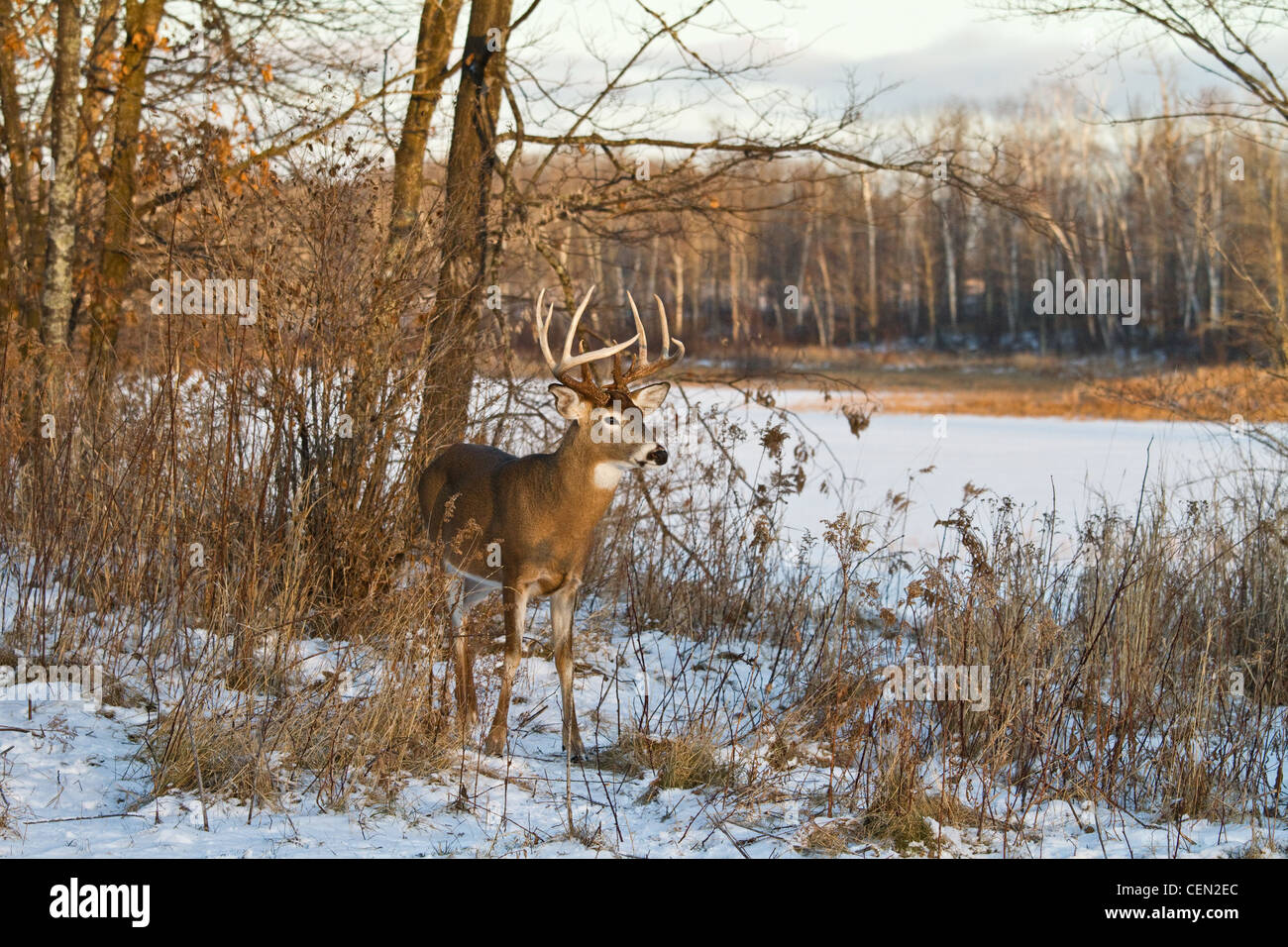 White-tailed buck in winter Stock Photo - Alamy