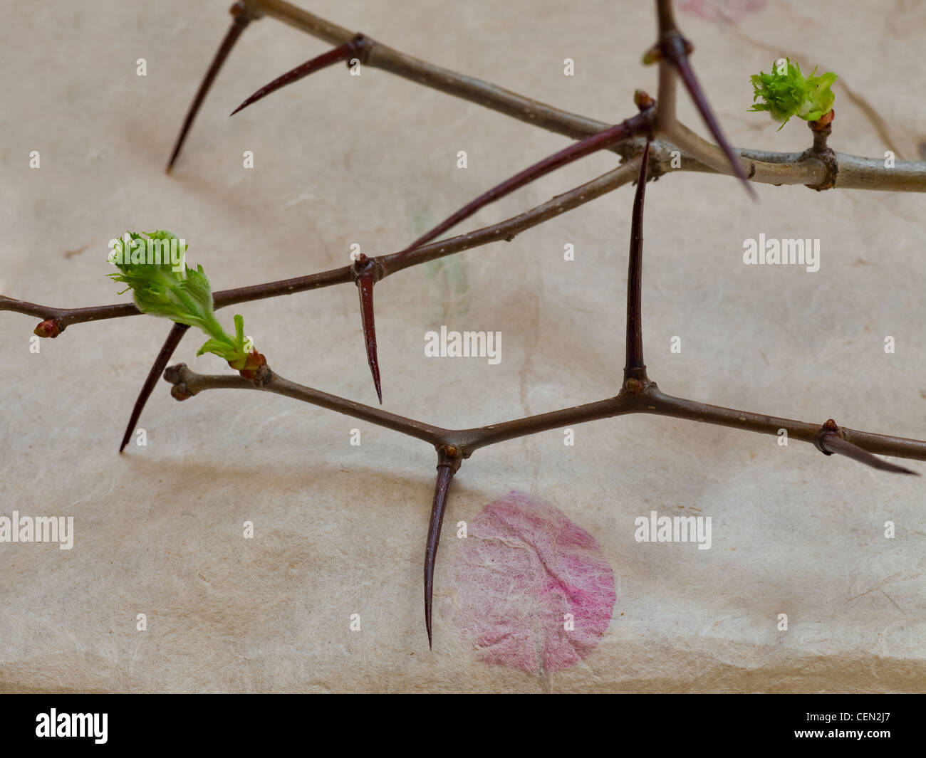 Thorn crown hi-res stock photography and images - Alamy