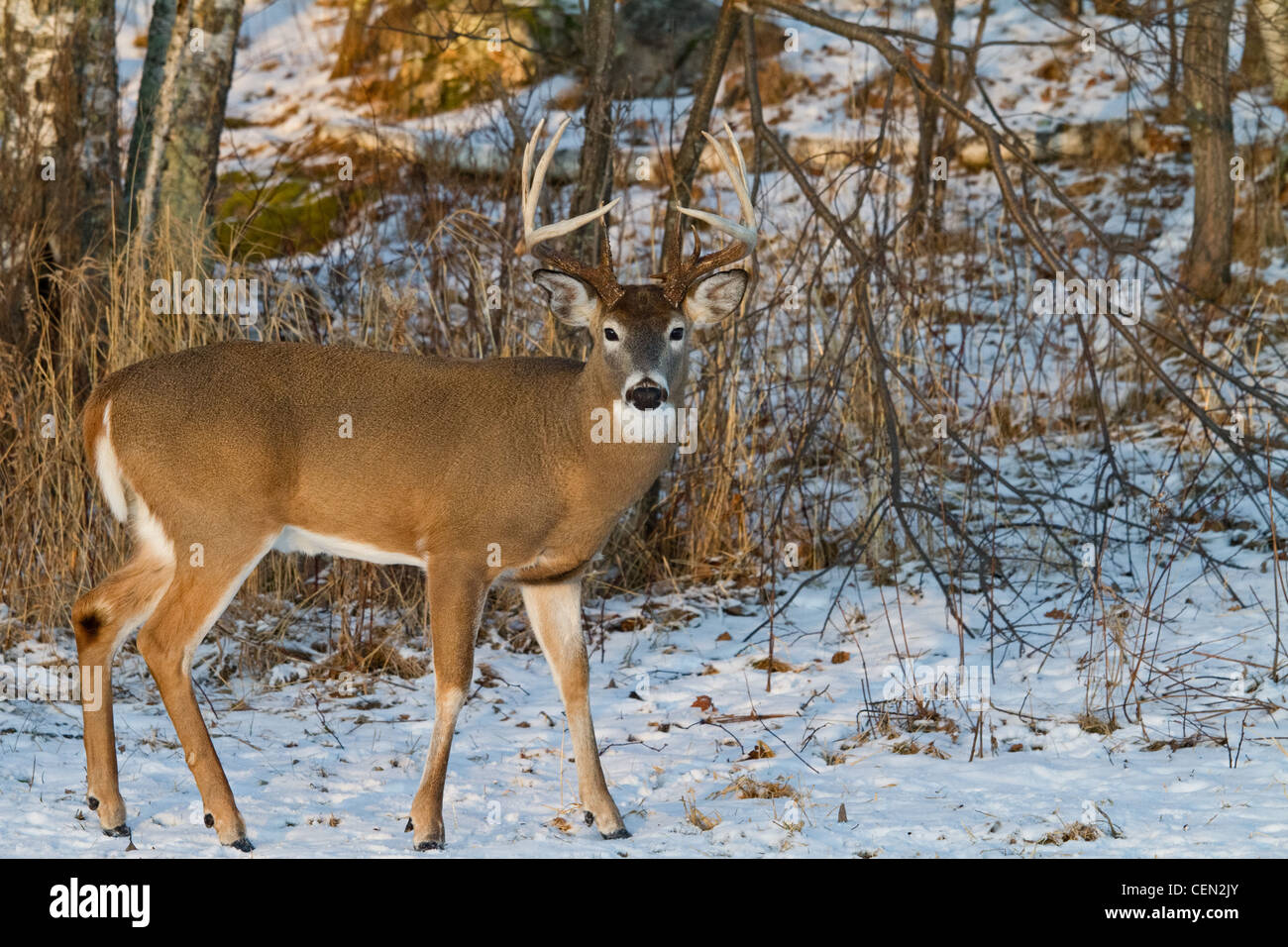 White-tailed buck in winter Stock Photo - Alamy