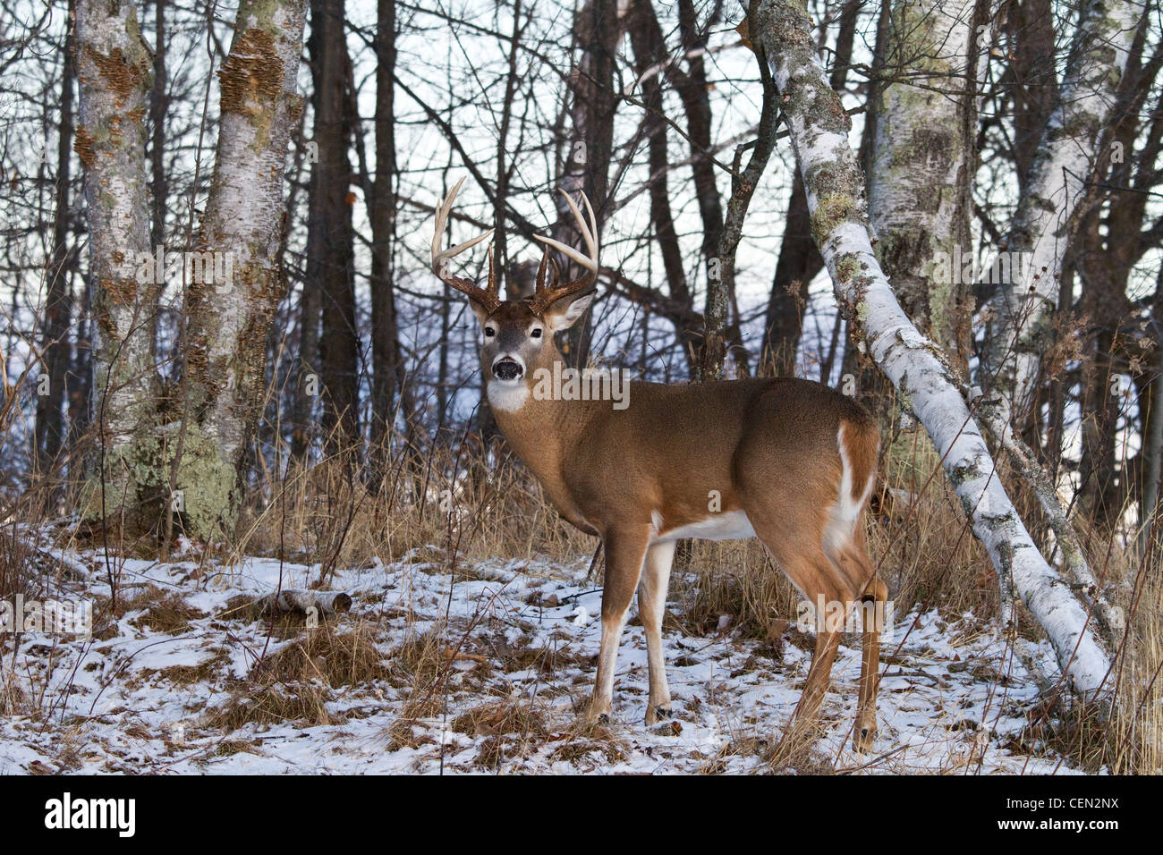 White-tailed buck in winter Stock Photo - Alamy