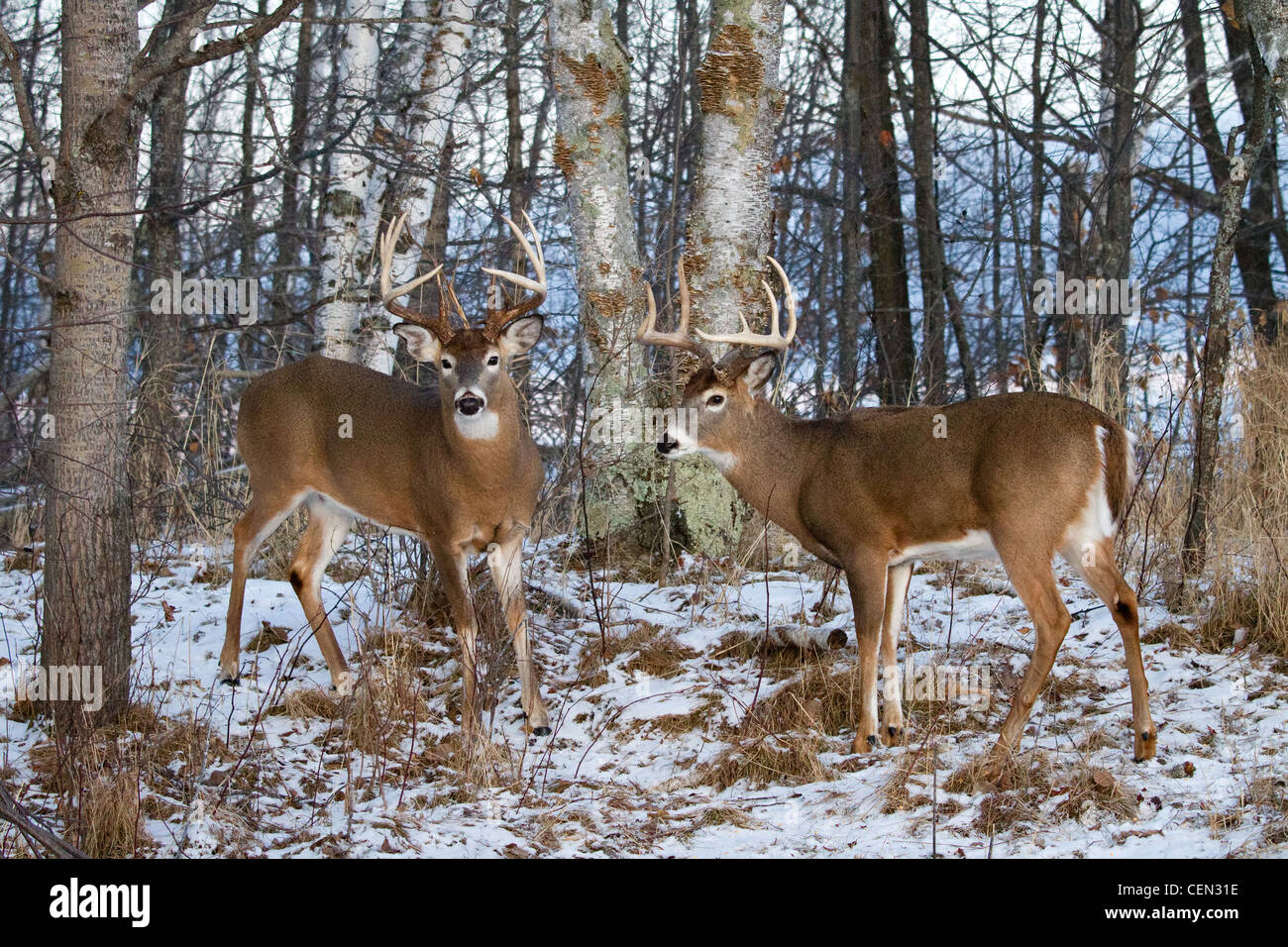 White-tailed deer in winter Stock Photo - Alamy