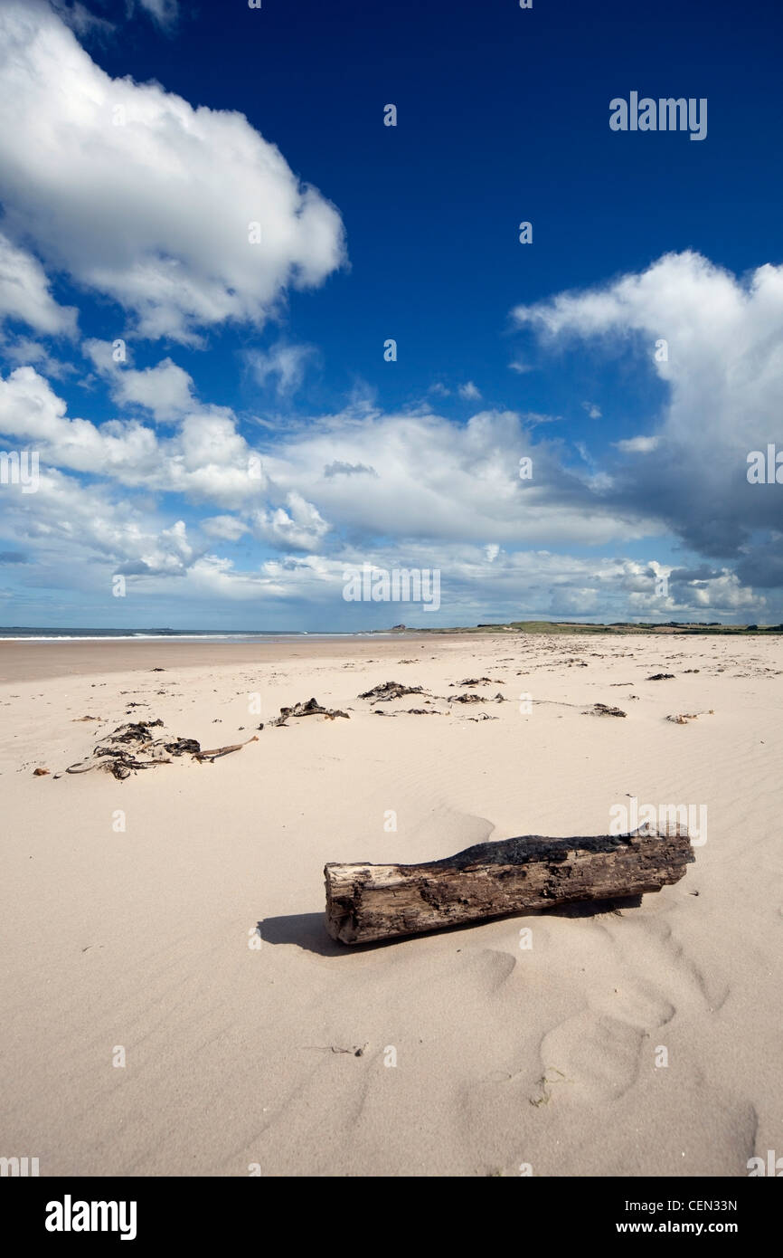 Beach, Ross Back Sands, Northumberland, England Stock Photo - Alamy