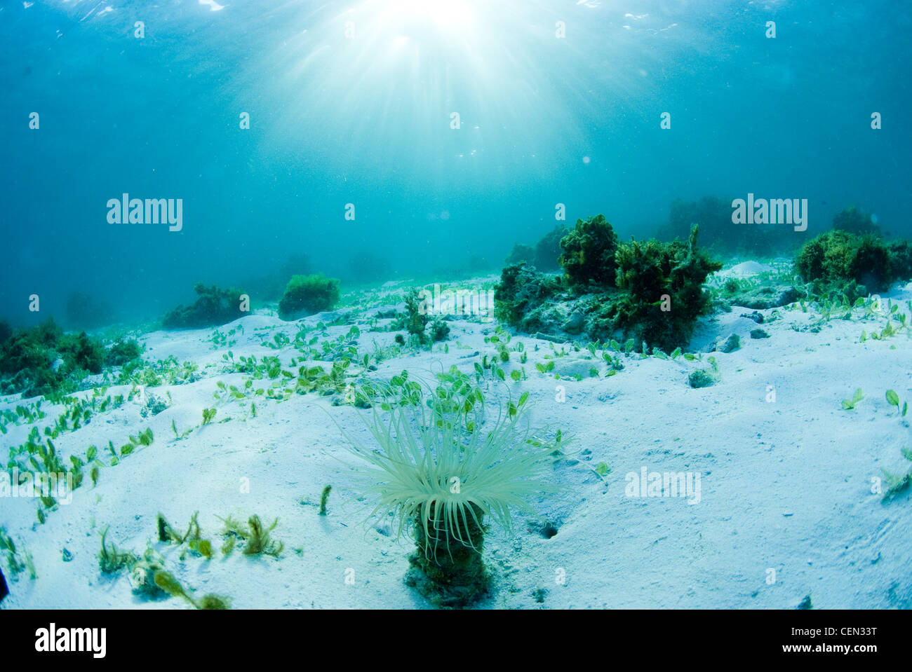 Sea floor hi-res stock photography and images - Alamy