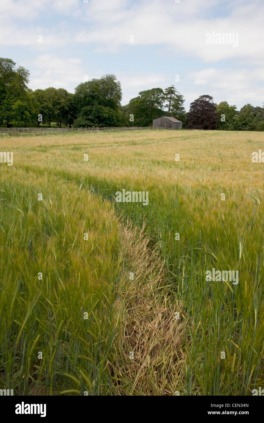 Track Marks High Resolution Stock Photography and Images - Alamy