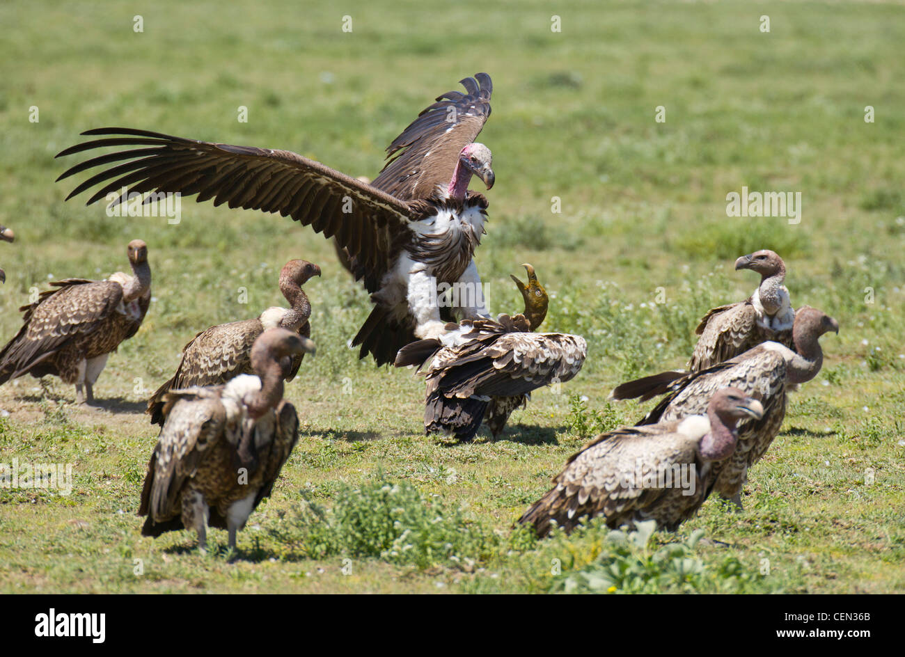 Lappet faced vulture fighting with a Ruppells vulture at a kill site in ...