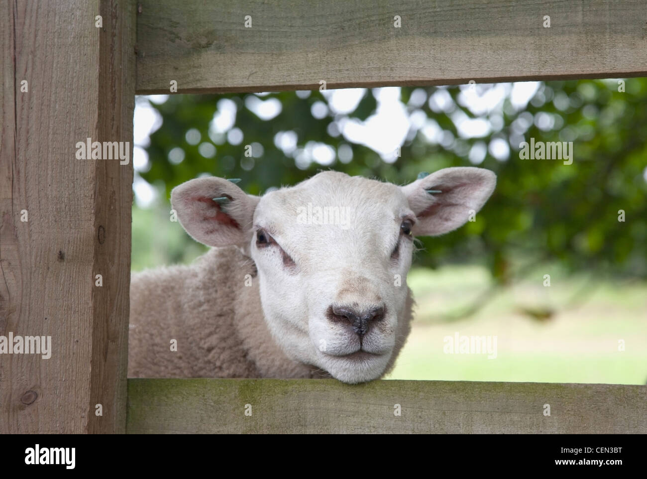 Sheep Looking Through Fence, Northumberland, England Stock Photo - Alamy