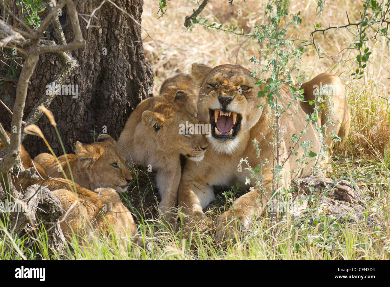 African wildlife hi-res stock photography and images - Alamy