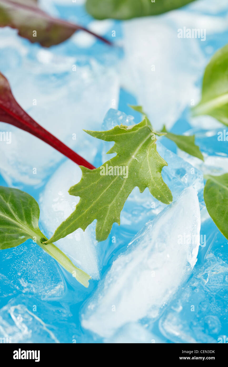 ice and leaves Stock Photo - Alamy