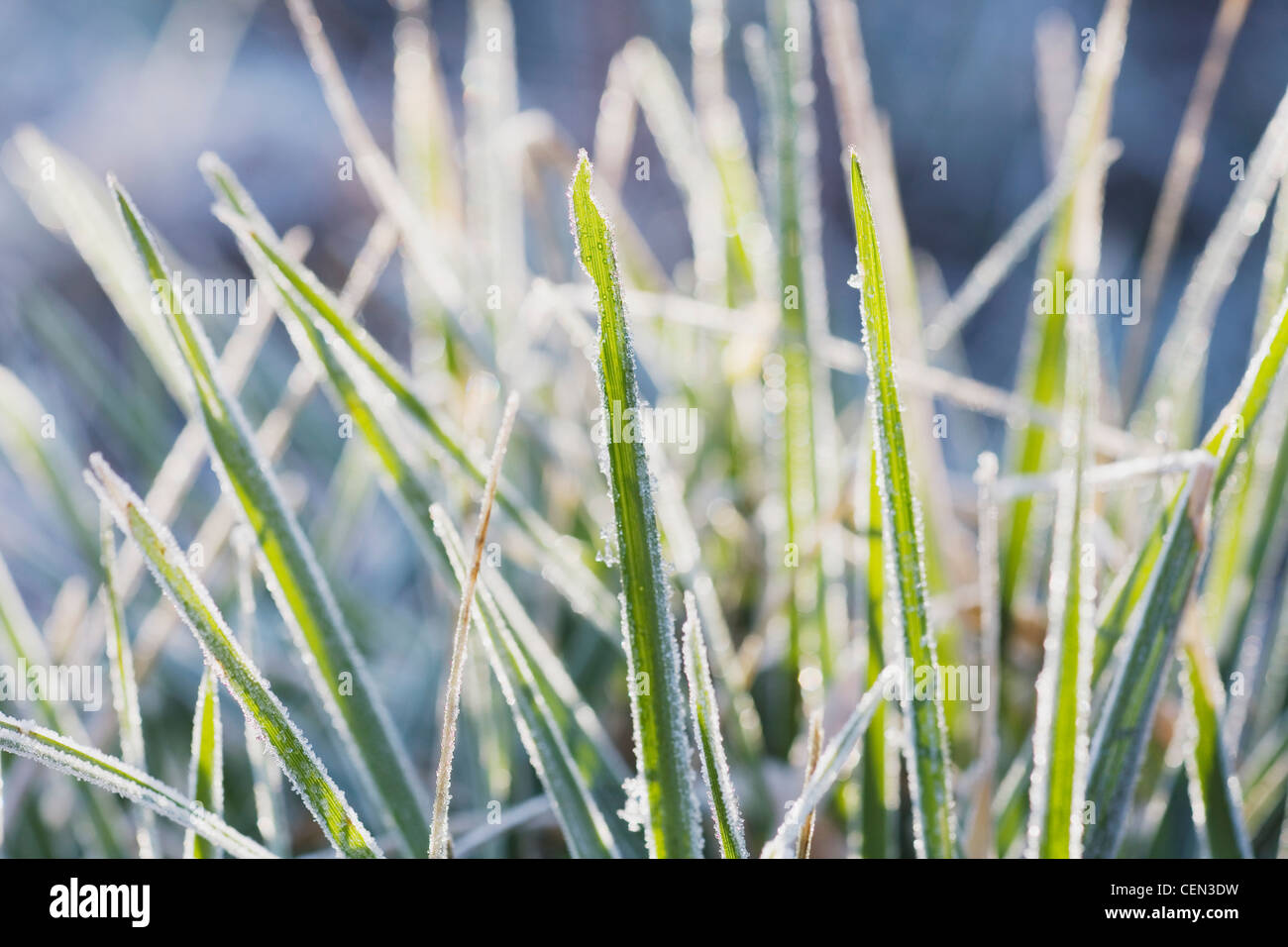 Frozen Blades Of Grass Stock Photo - Alamy