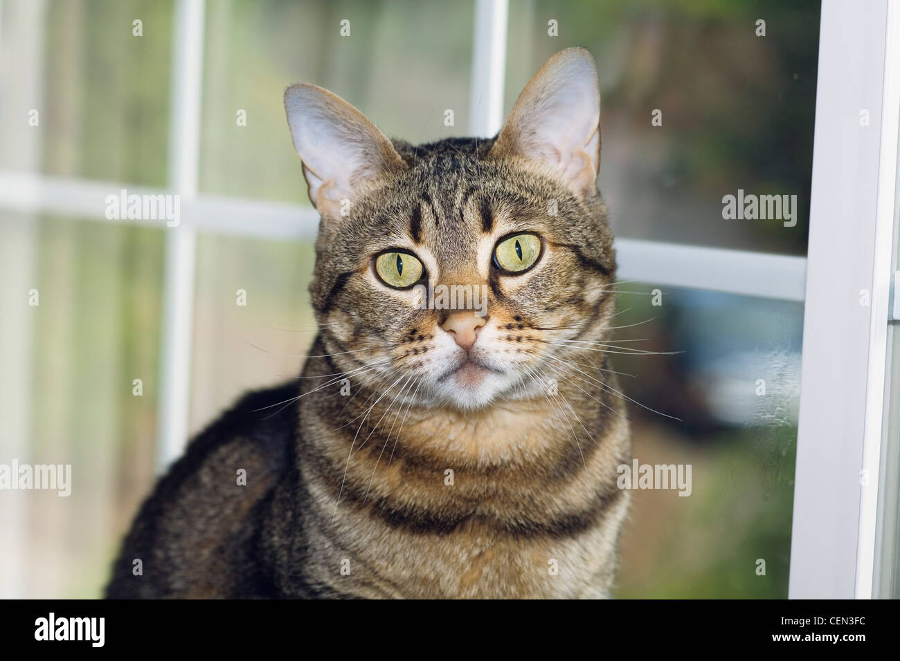 Portrait Of Sad-Looking Cat Stock Photo - Alamy